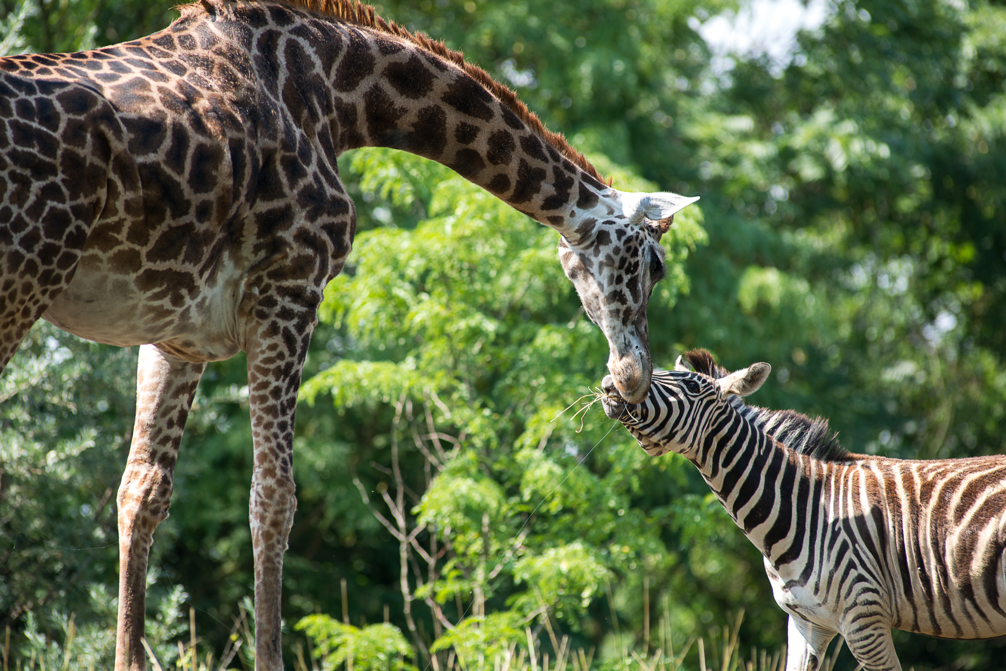 Baby Zebras And Giraffes