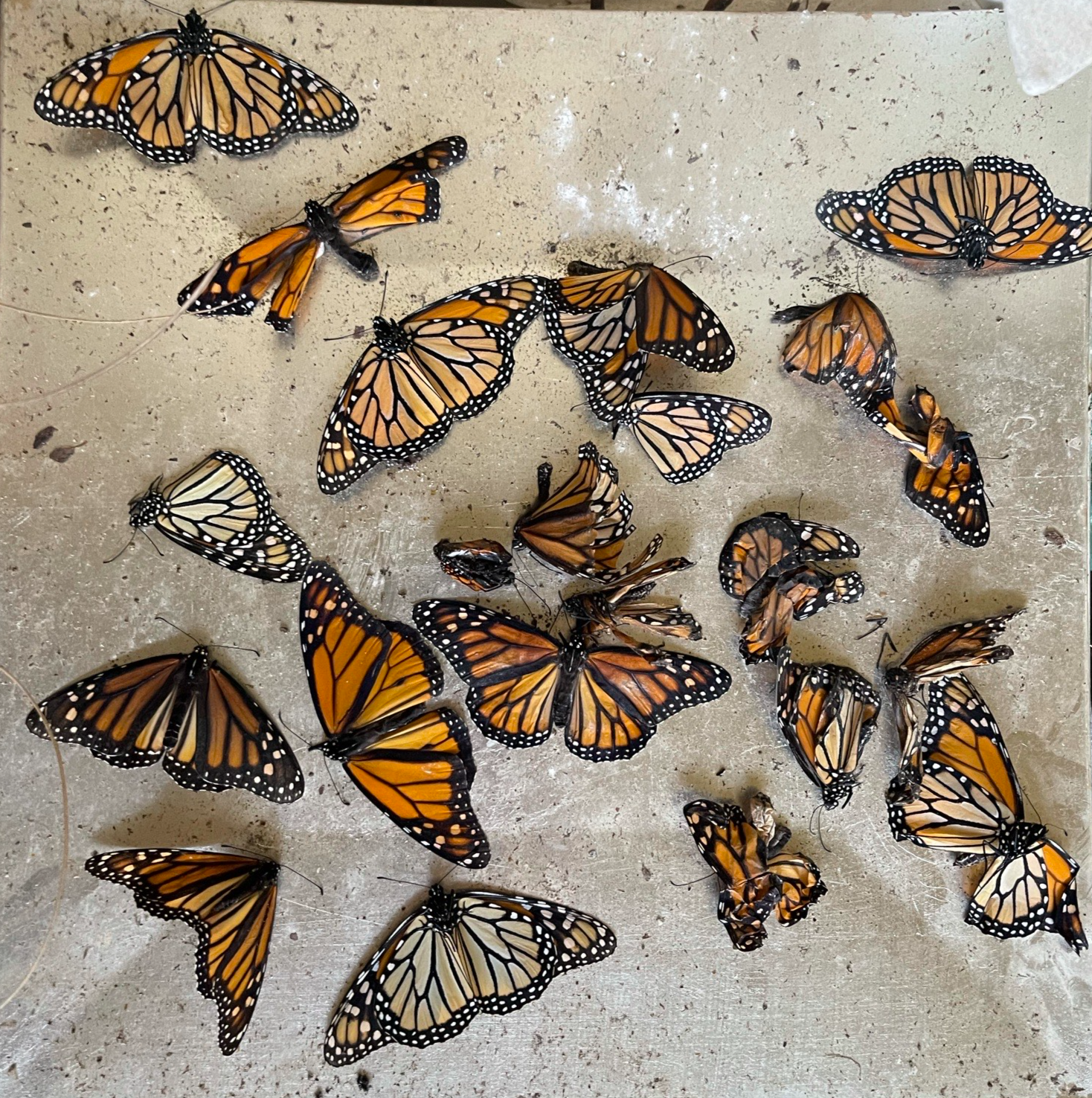 Monarch Butterflies Png
