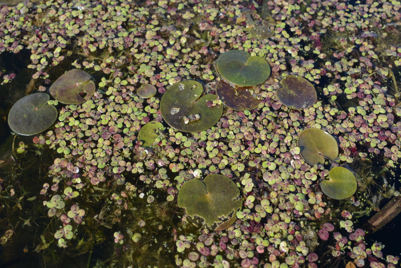 Frogbit Flower