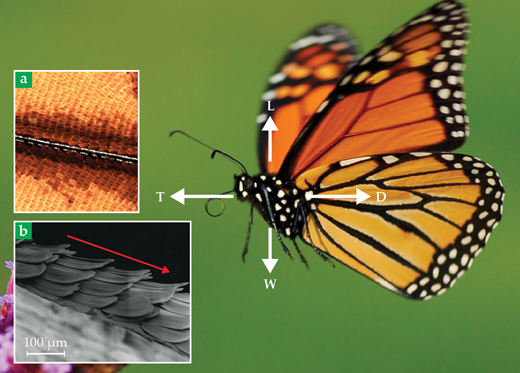 Monarch Butterfly Legs