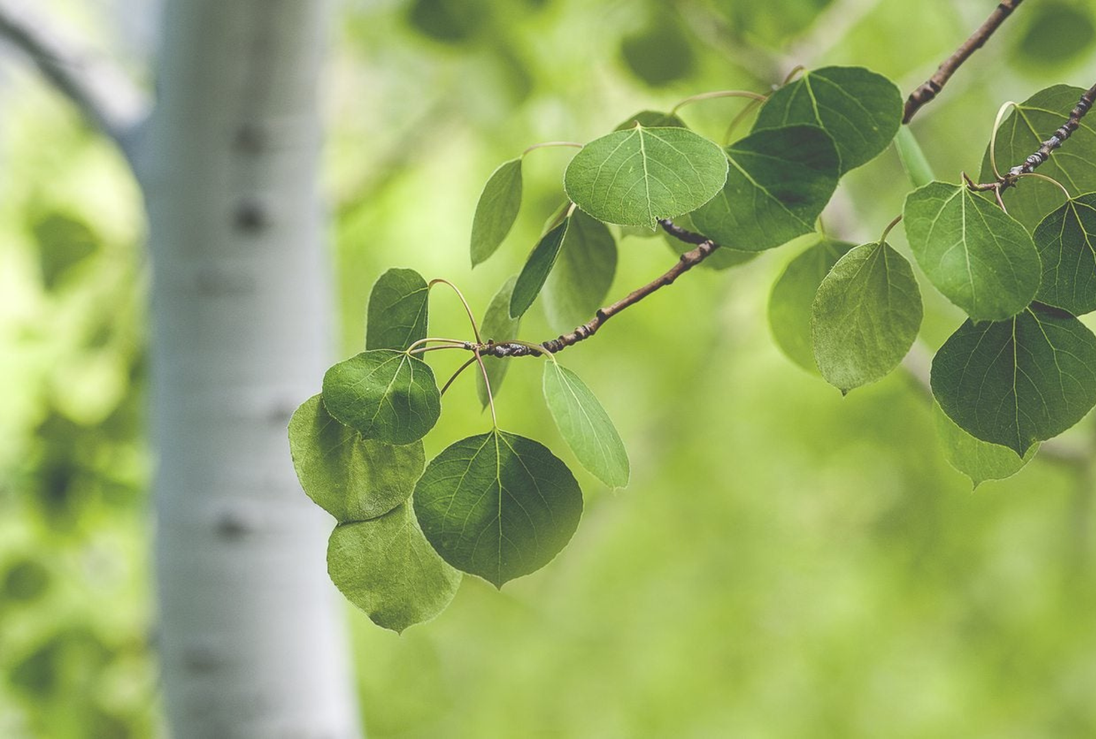 Aspen Tree The Biggest Living Thing On Earth Is Being Nibbled To