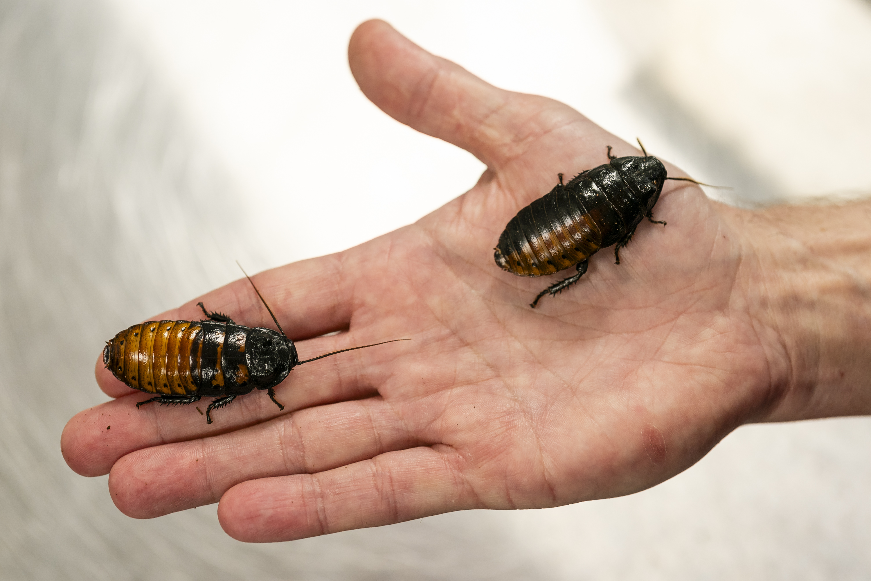 Giant Cockroach In House
