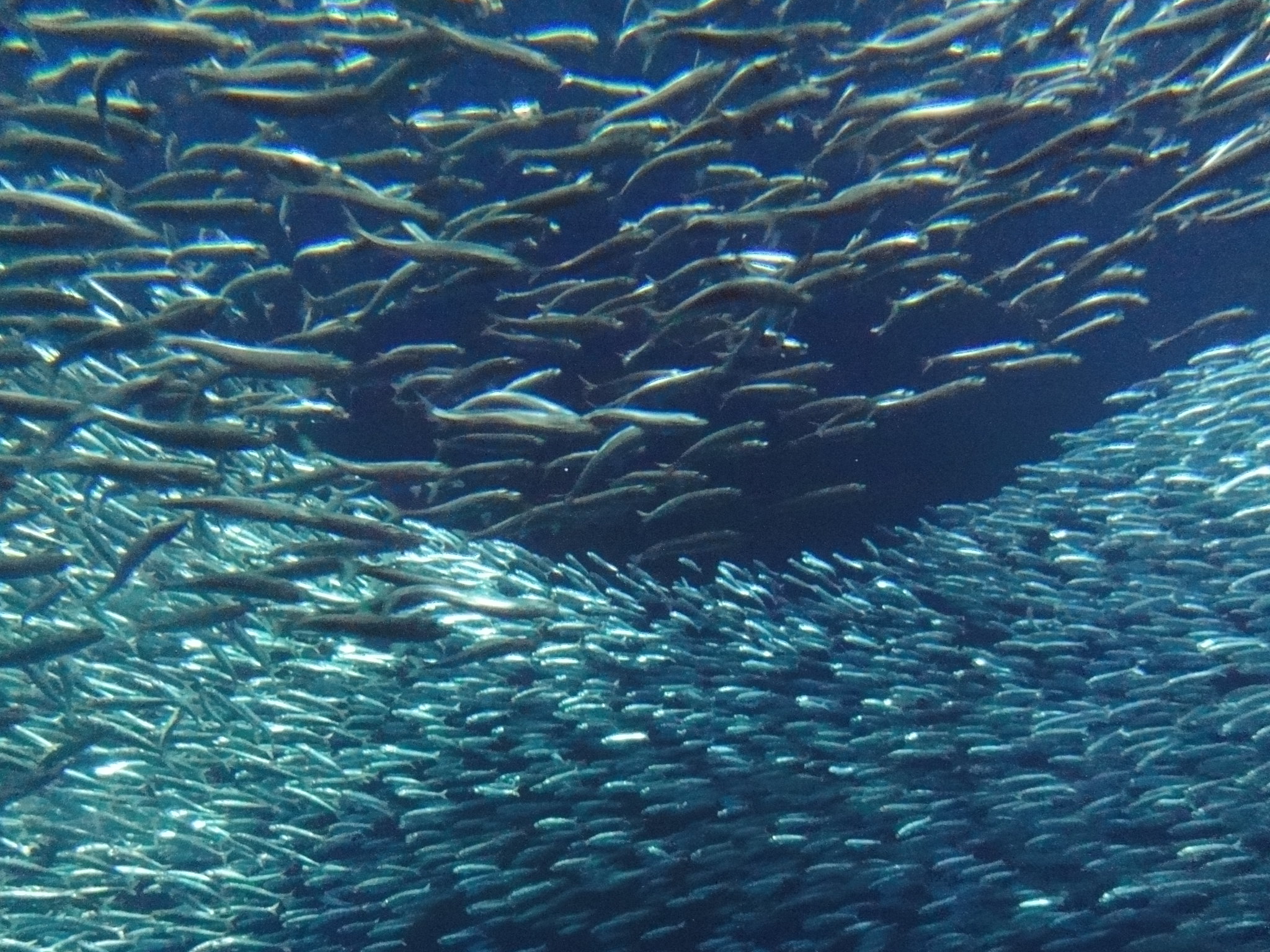 Sardine Fish Swimming