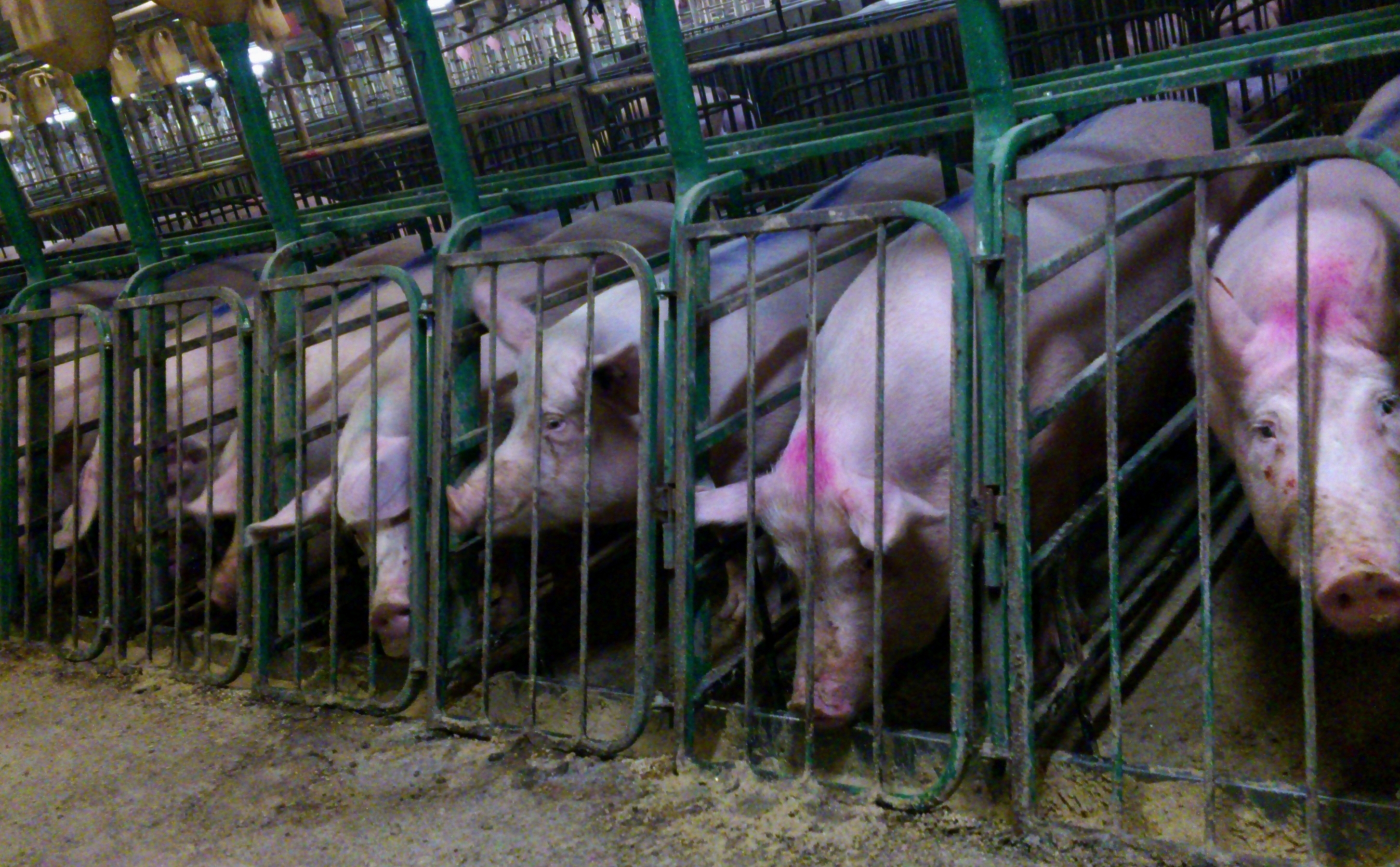 Pig Factory Farm