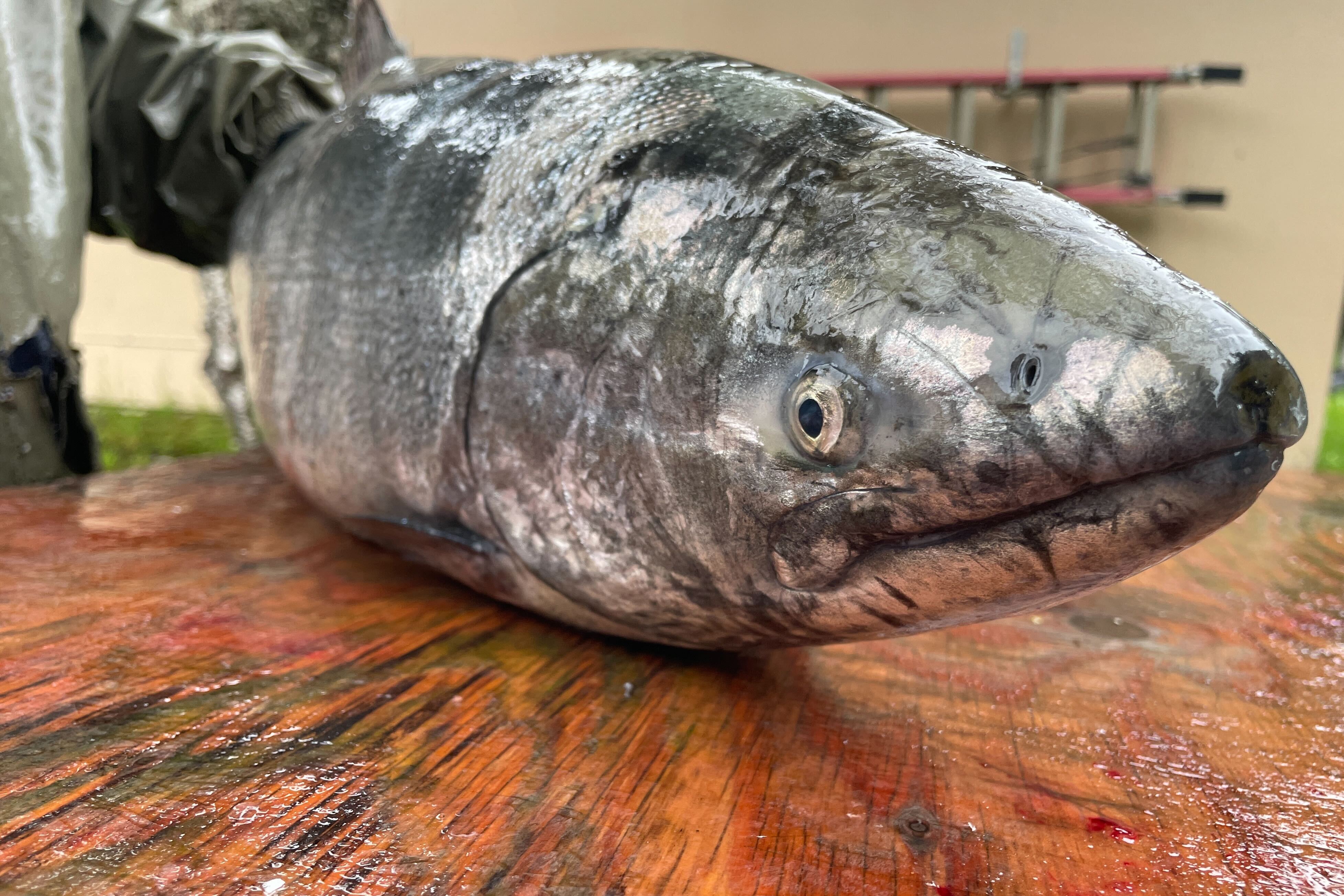 Antarctic Fish Schools