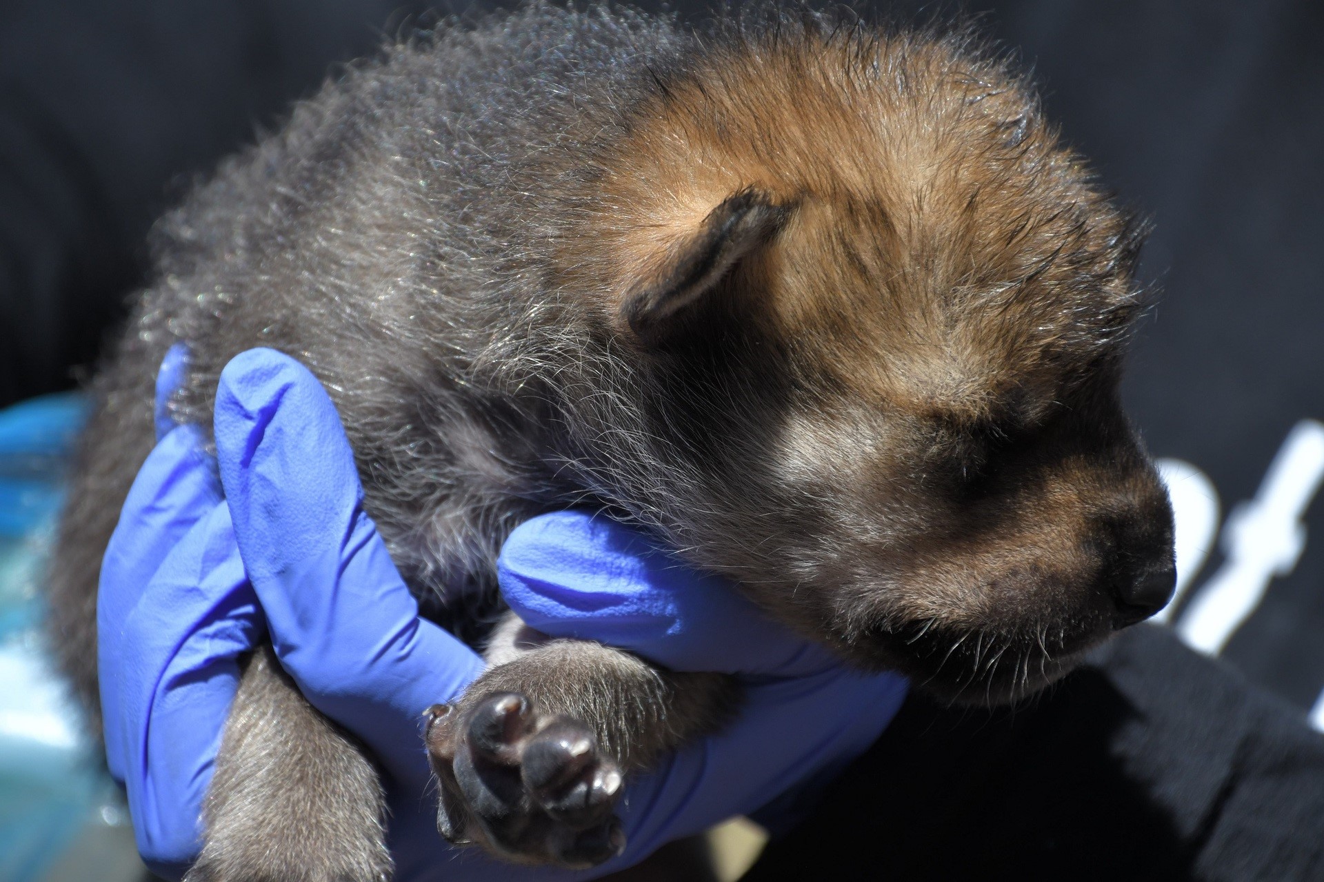 Mexican Wolf Pup By