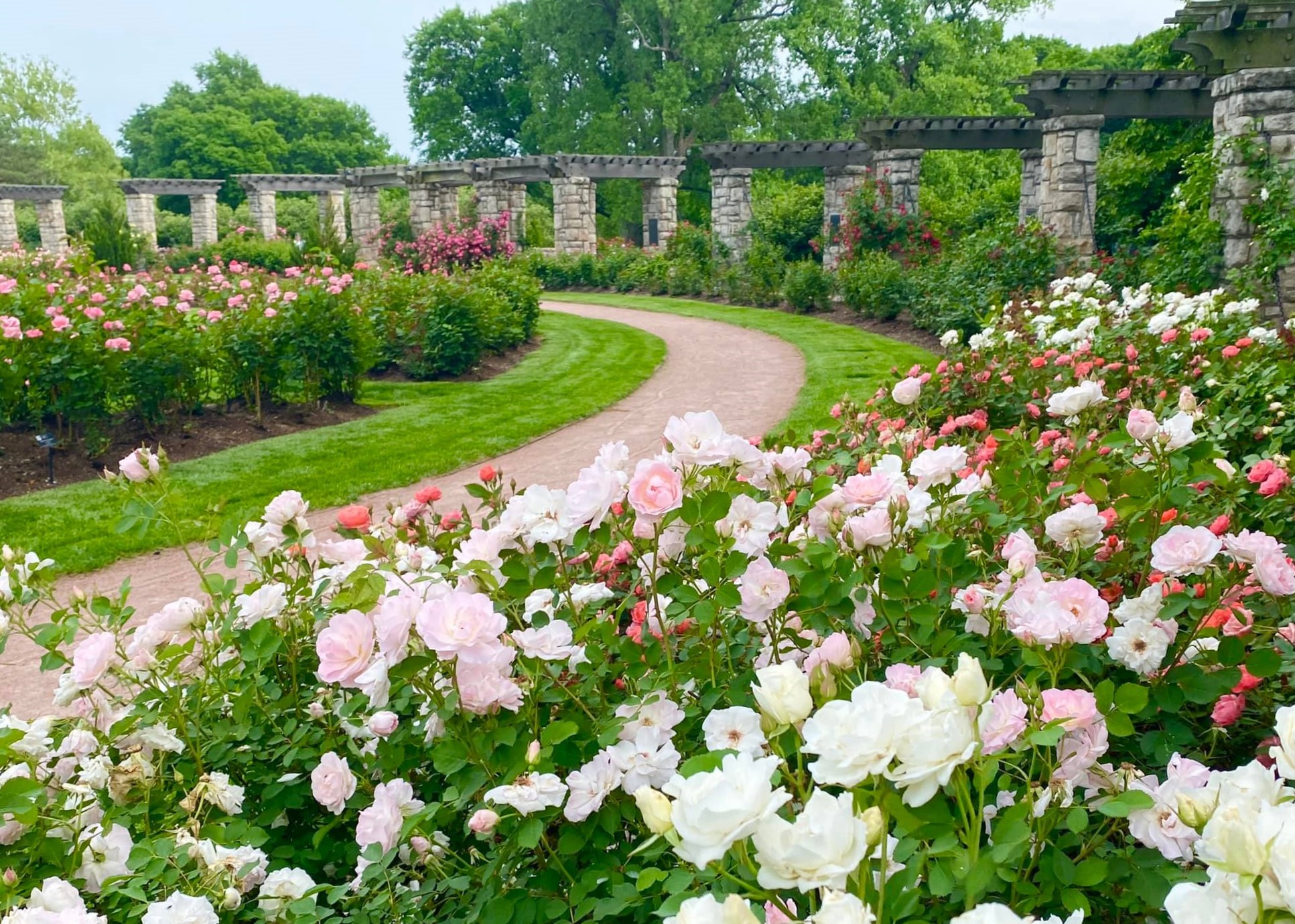 Rose Garden Kansas City 2024 Rose Show Photography Winners — Kansas