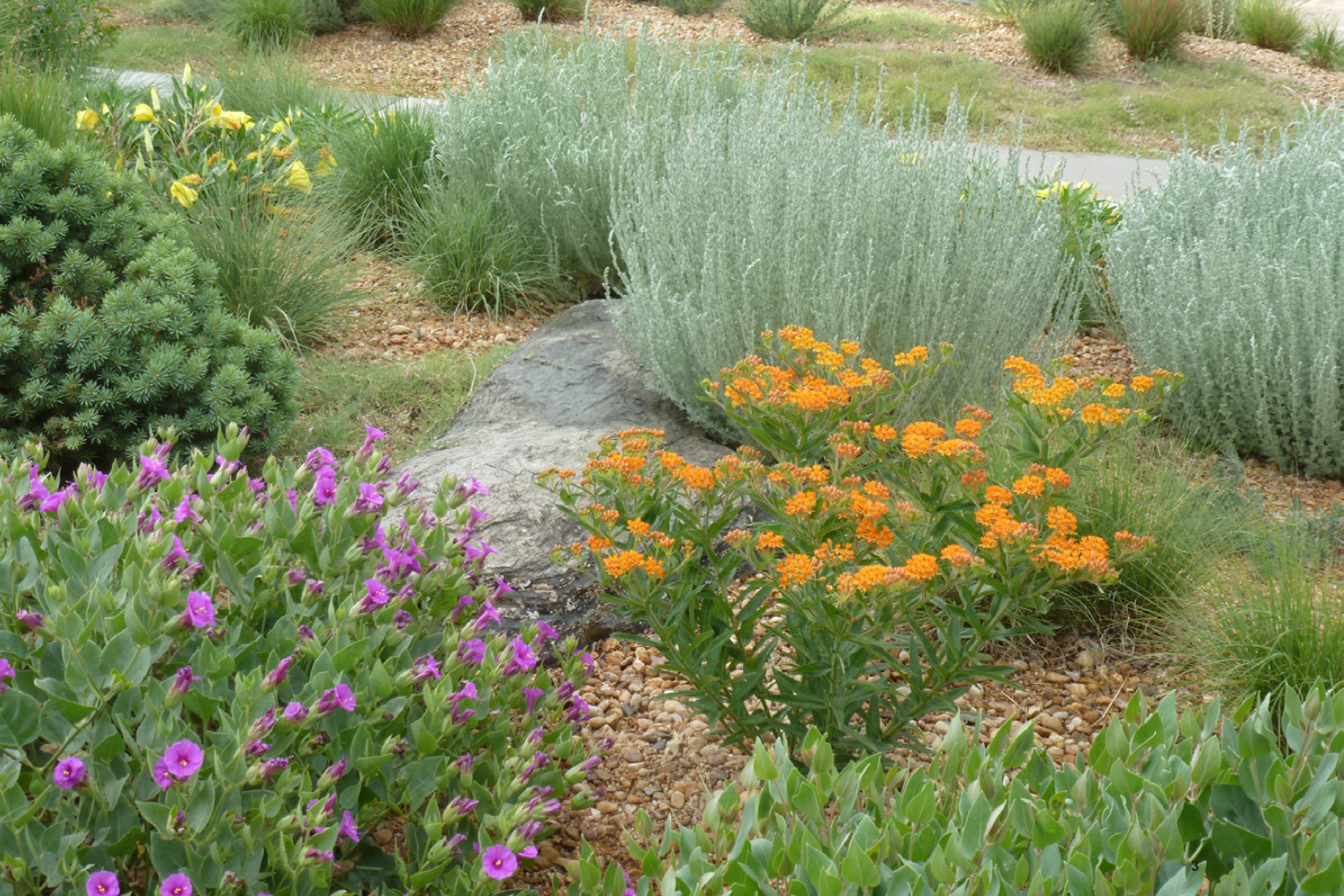Colorado Native Flowers