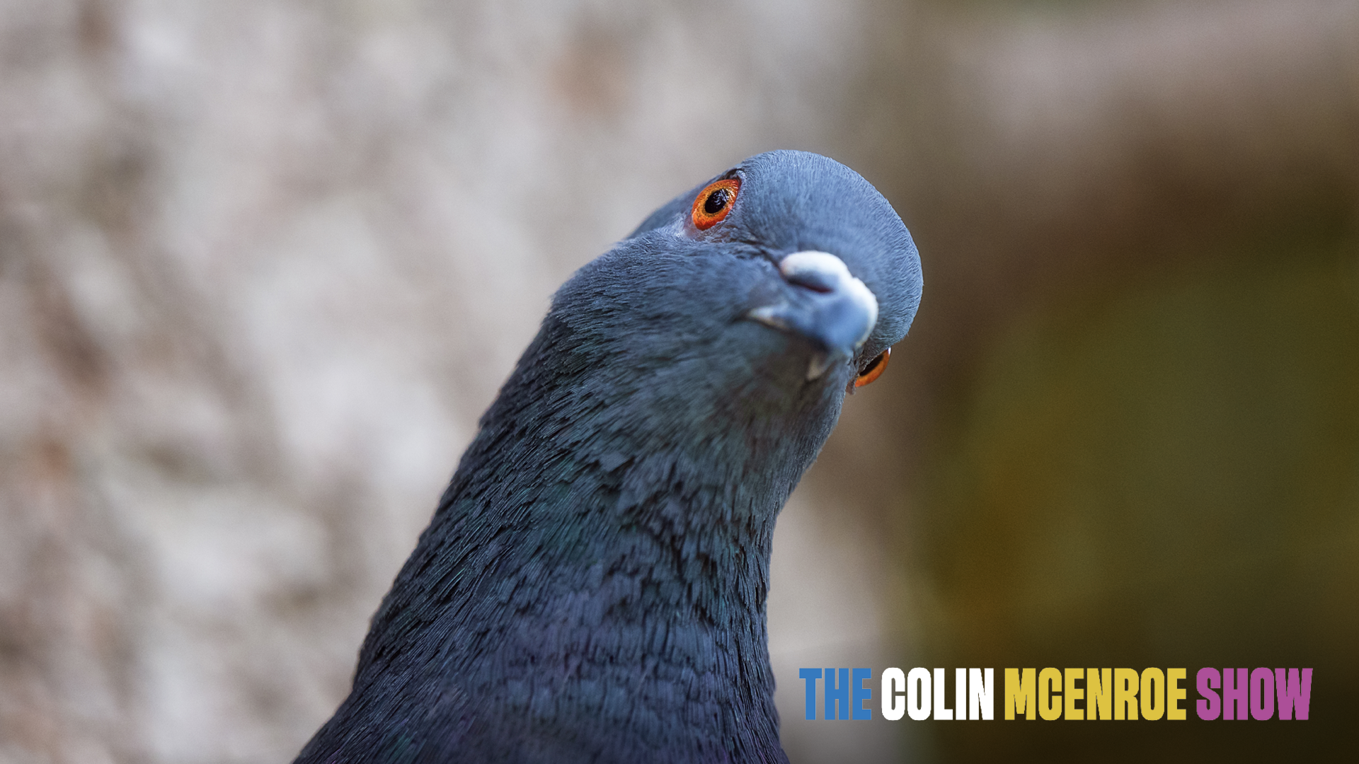 Pigeon Rap Memes Funny Techno Pigeon Headphones Music Bird' Baby
