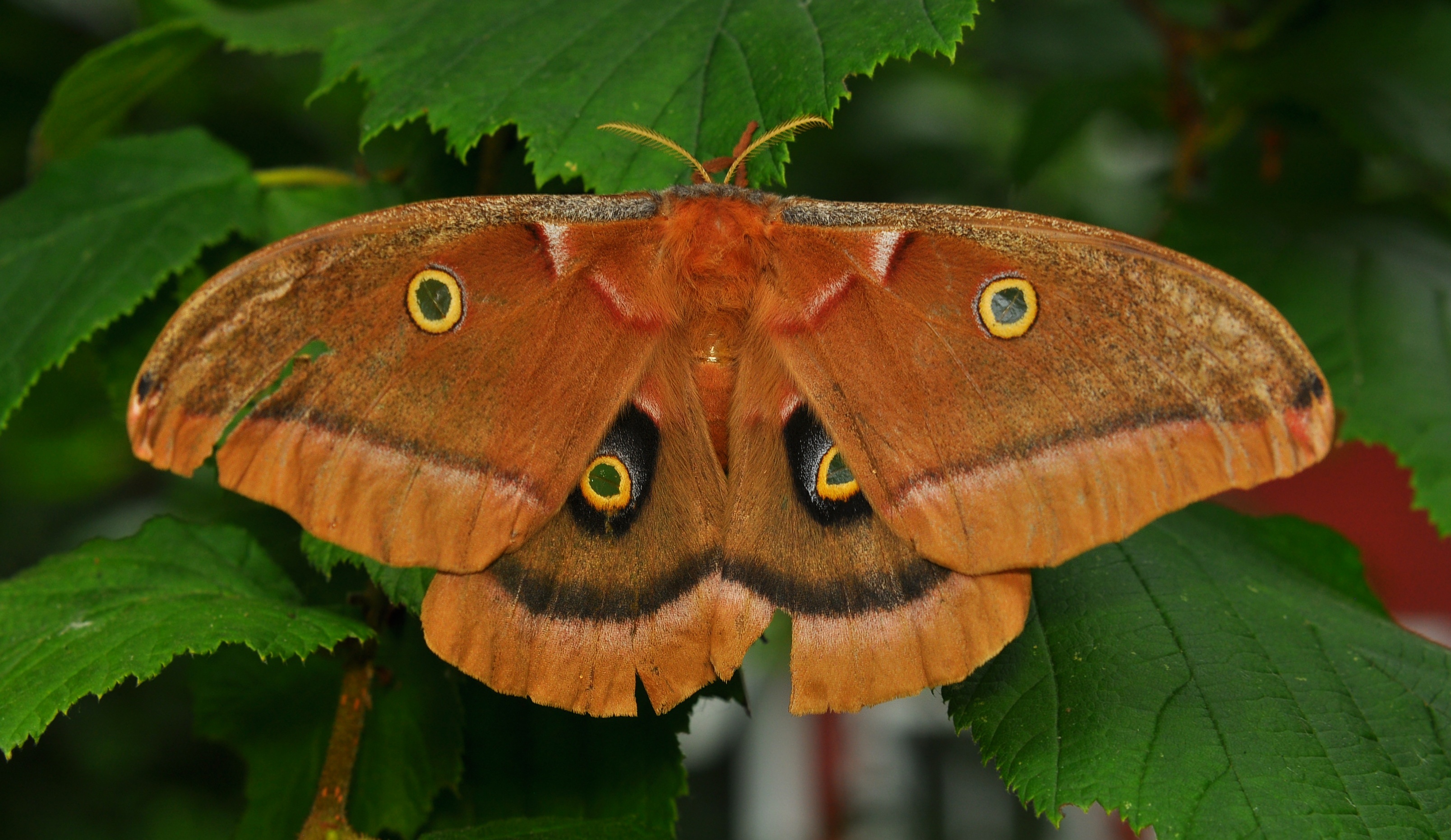 Moth Identification South Carolina Butterflies And Moths – Imagine