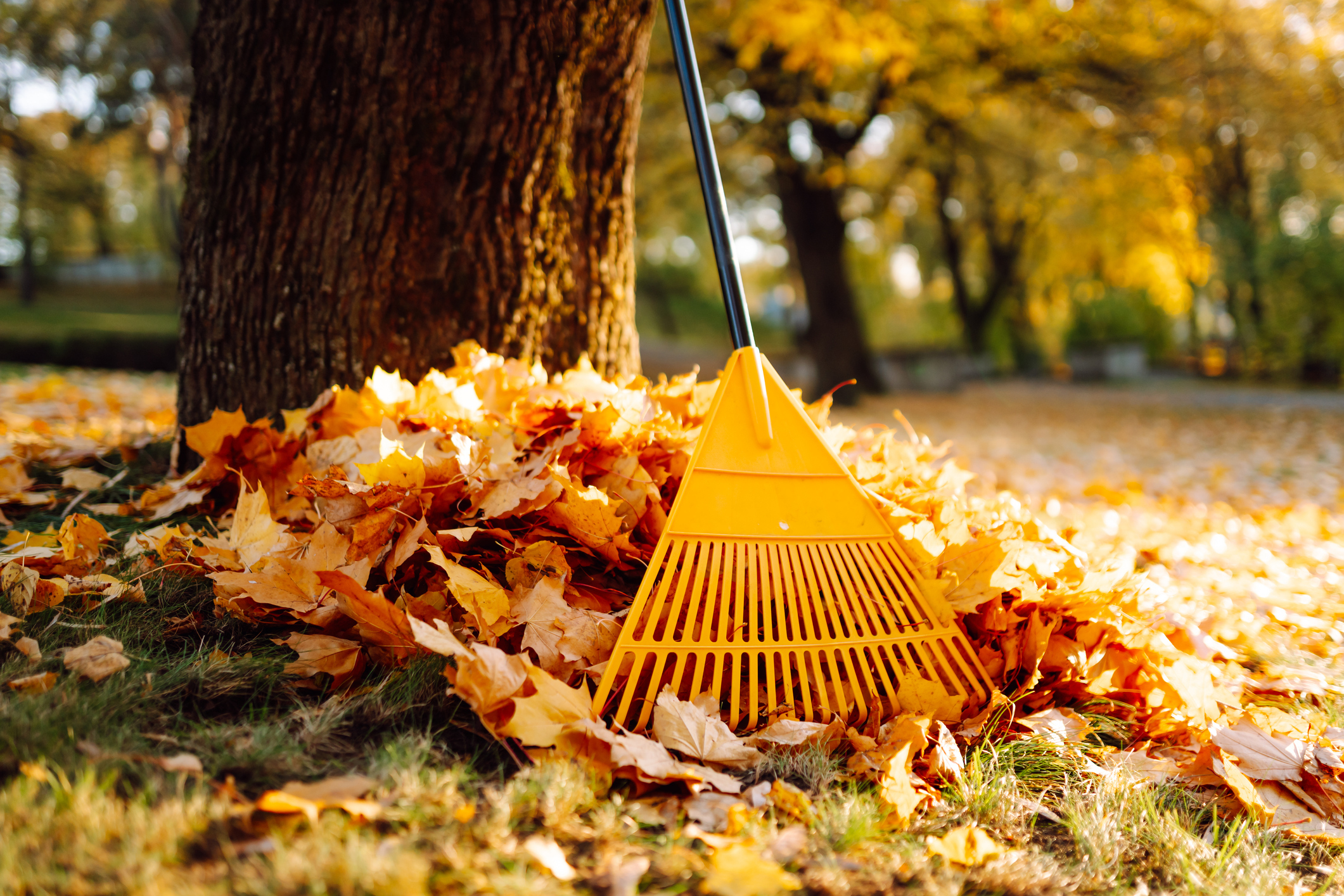 Rake The Leaves Rake Leaves The Right Way This Fall ENews Park