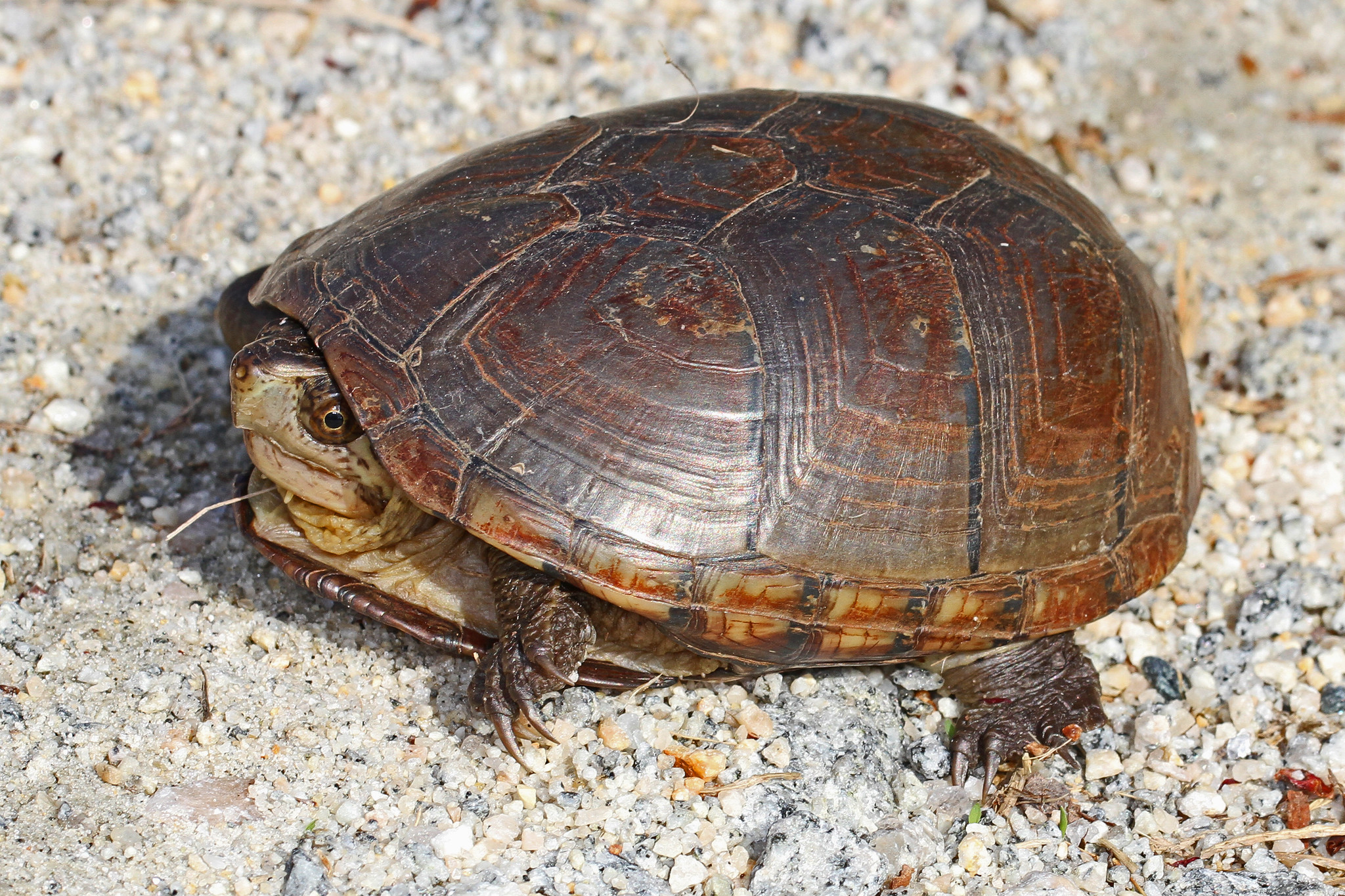 Mud Turtle