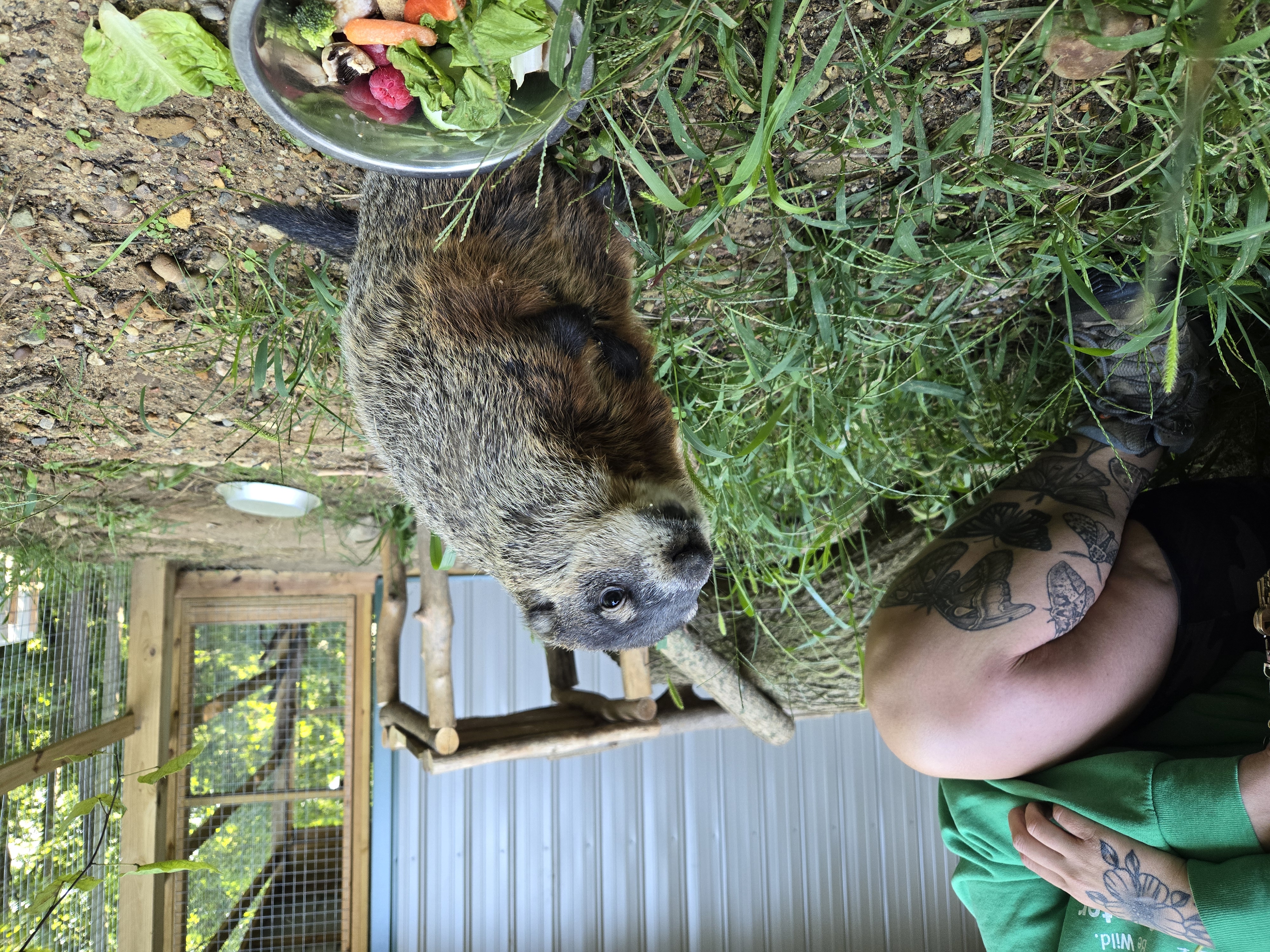 Woodchuck Front Teeth