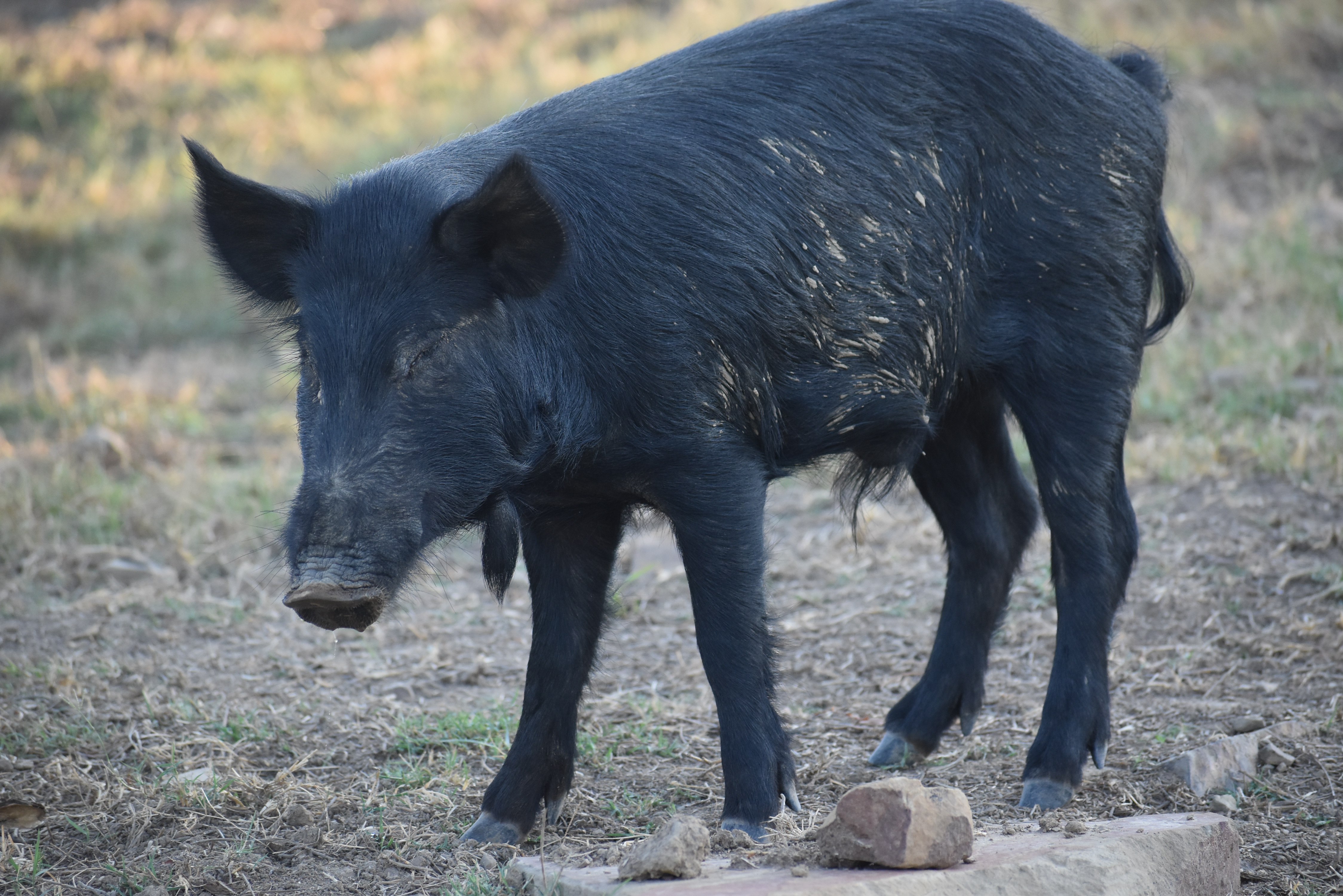 Choctaw Hog Hunting