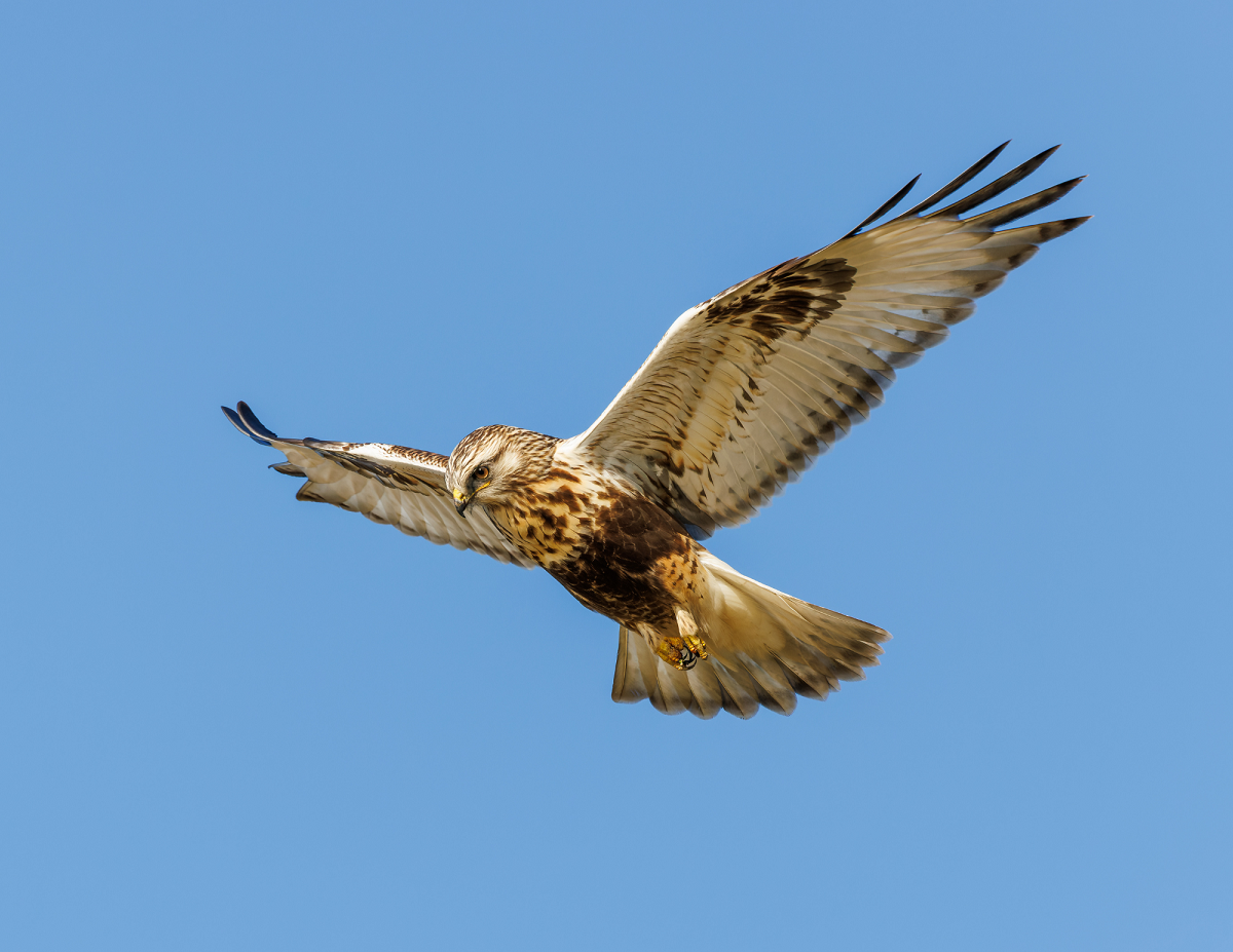 Flying Hawks Bird