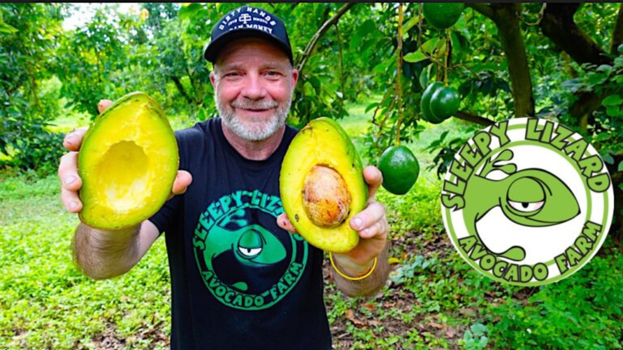 Avocado Man