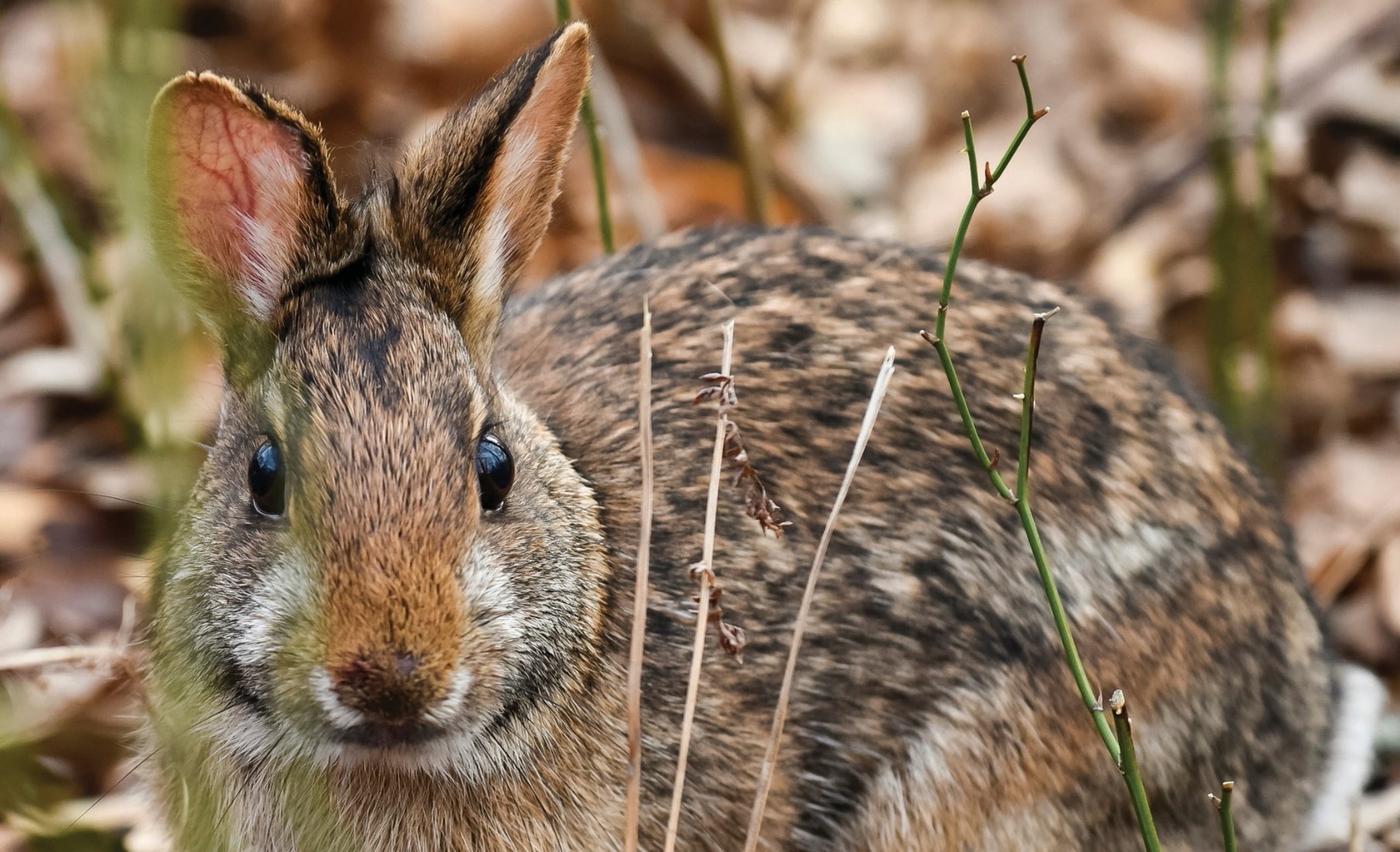 Eastern Cottontail Rabbit