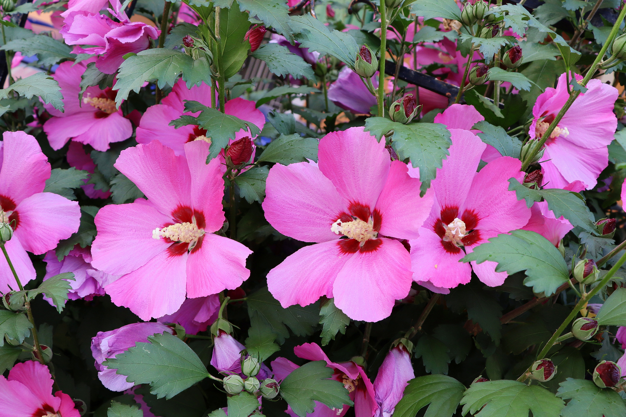 Rose Of Sharon Rose Of Sharon: How To Grow And When To Prune | HGTV