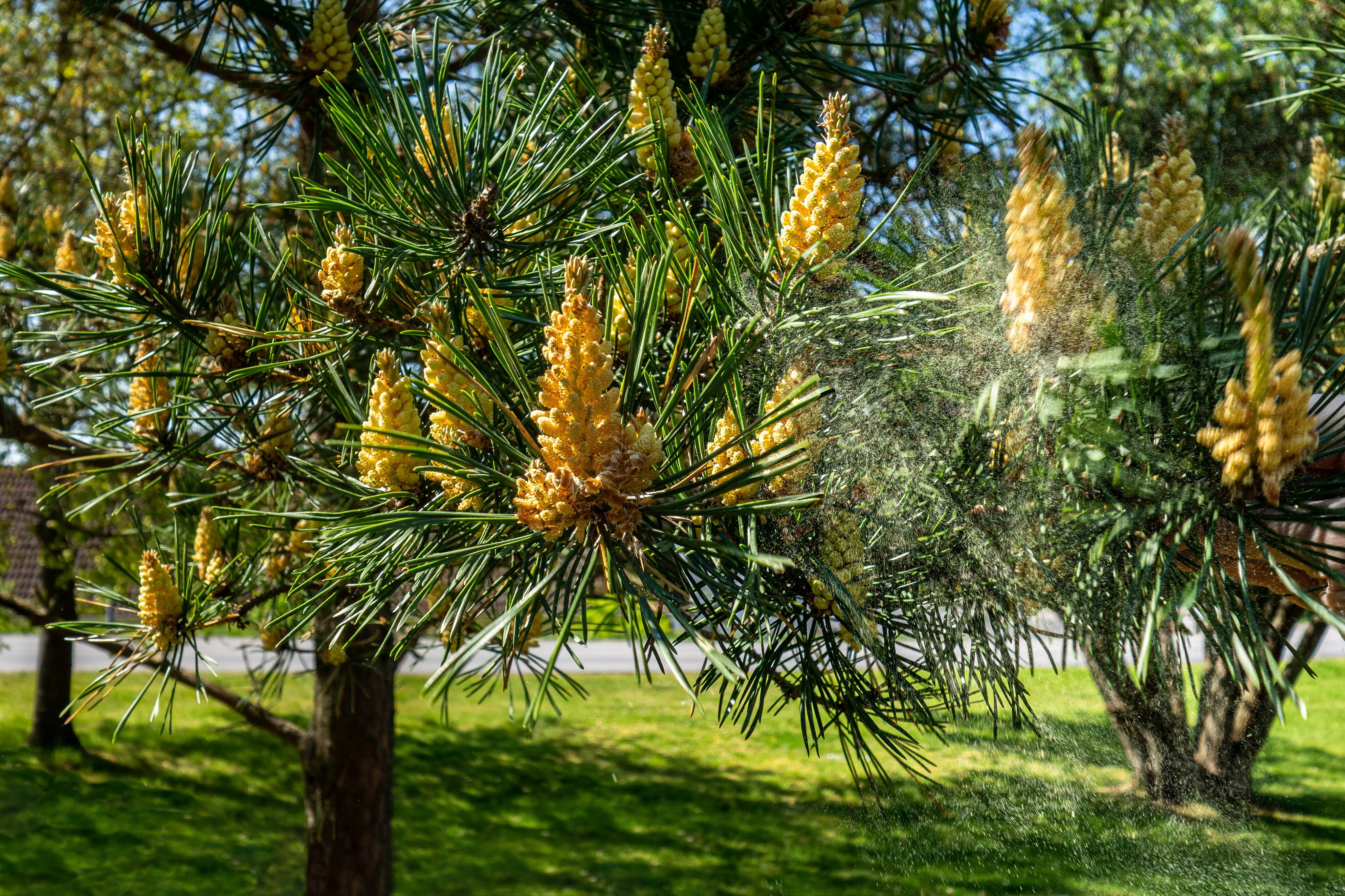 Pollen In The Wind
