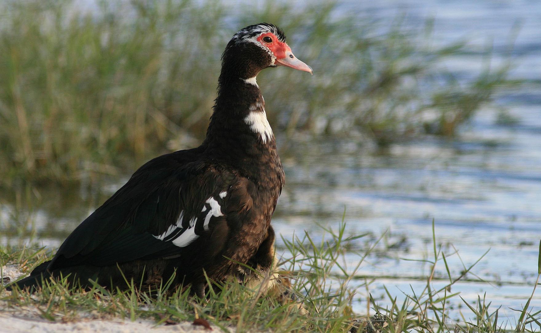 Wild Muscovy Duck