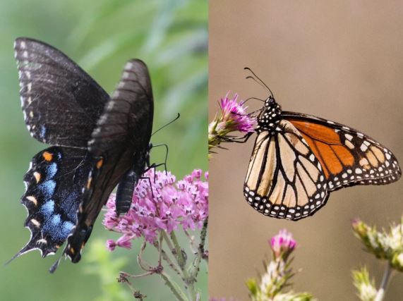 Alaska State Butterfly