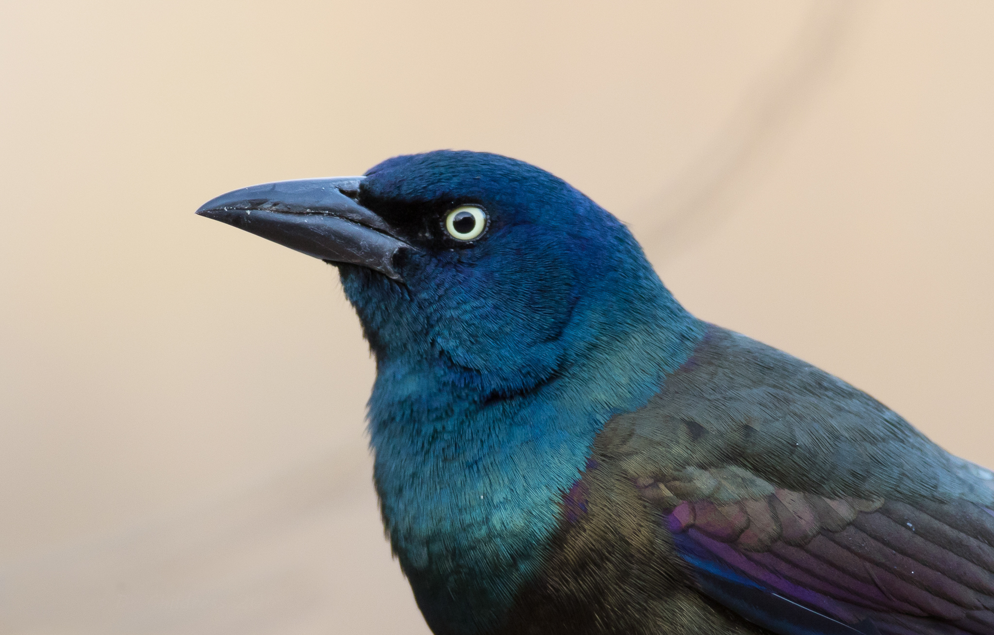 Common Grackle