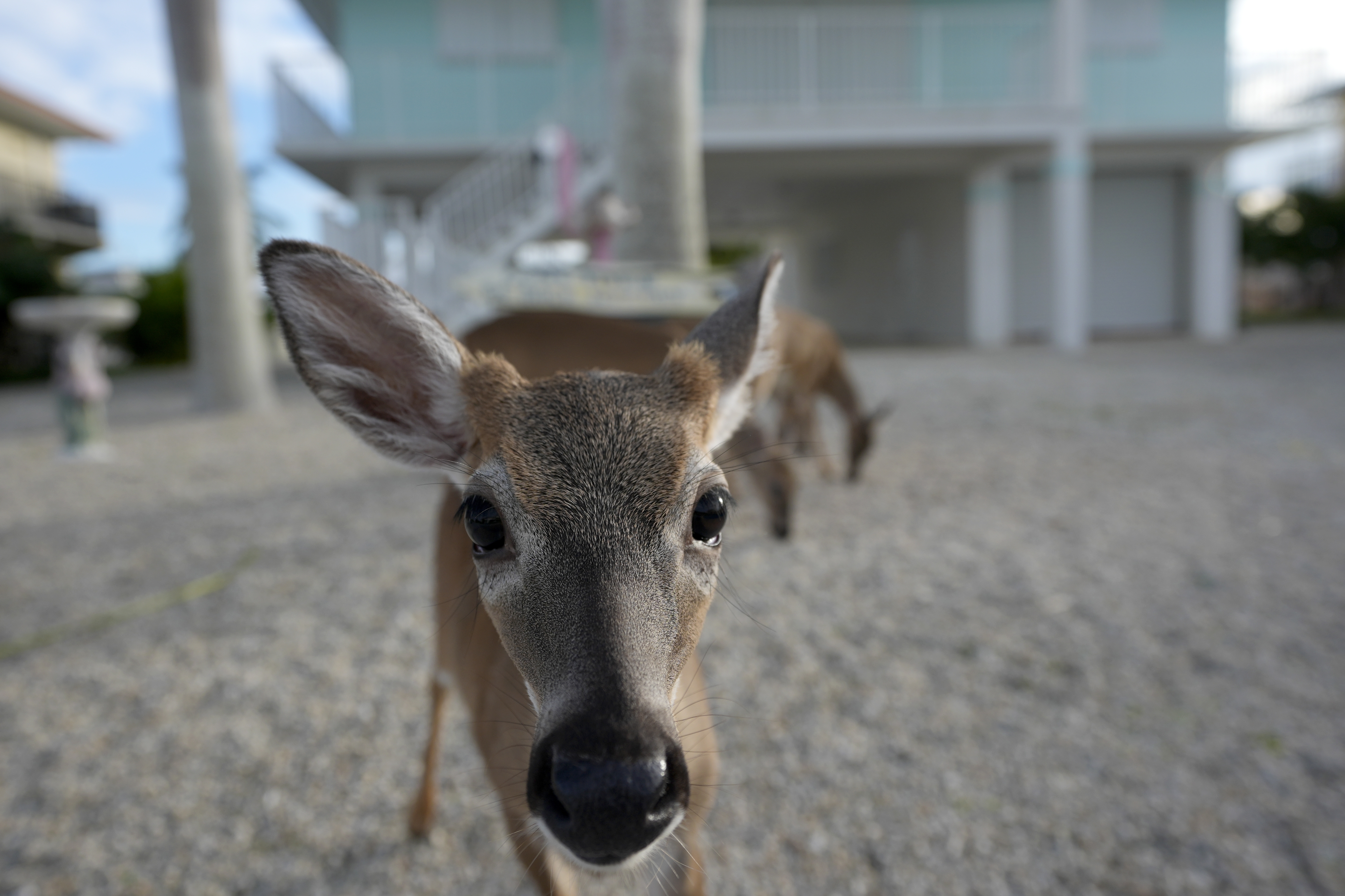 Florida Keys Wildlife Wild Cam: Lack Of Water Drives Key Deer Toward