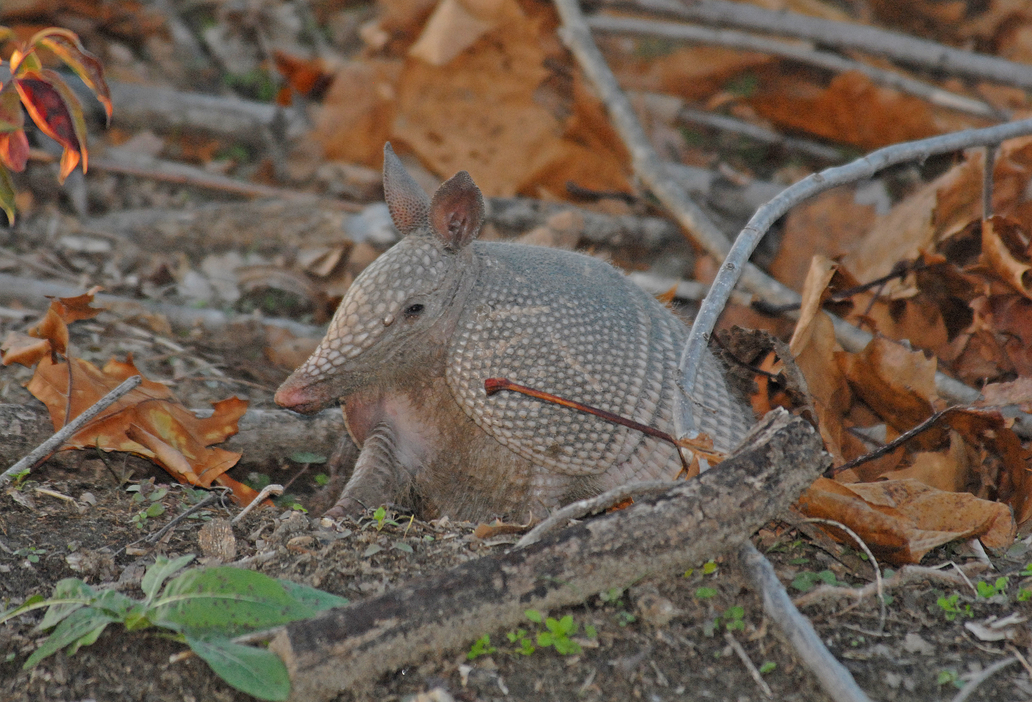 Nine Banded Armadillo Jumping Nine Banded Armadillo