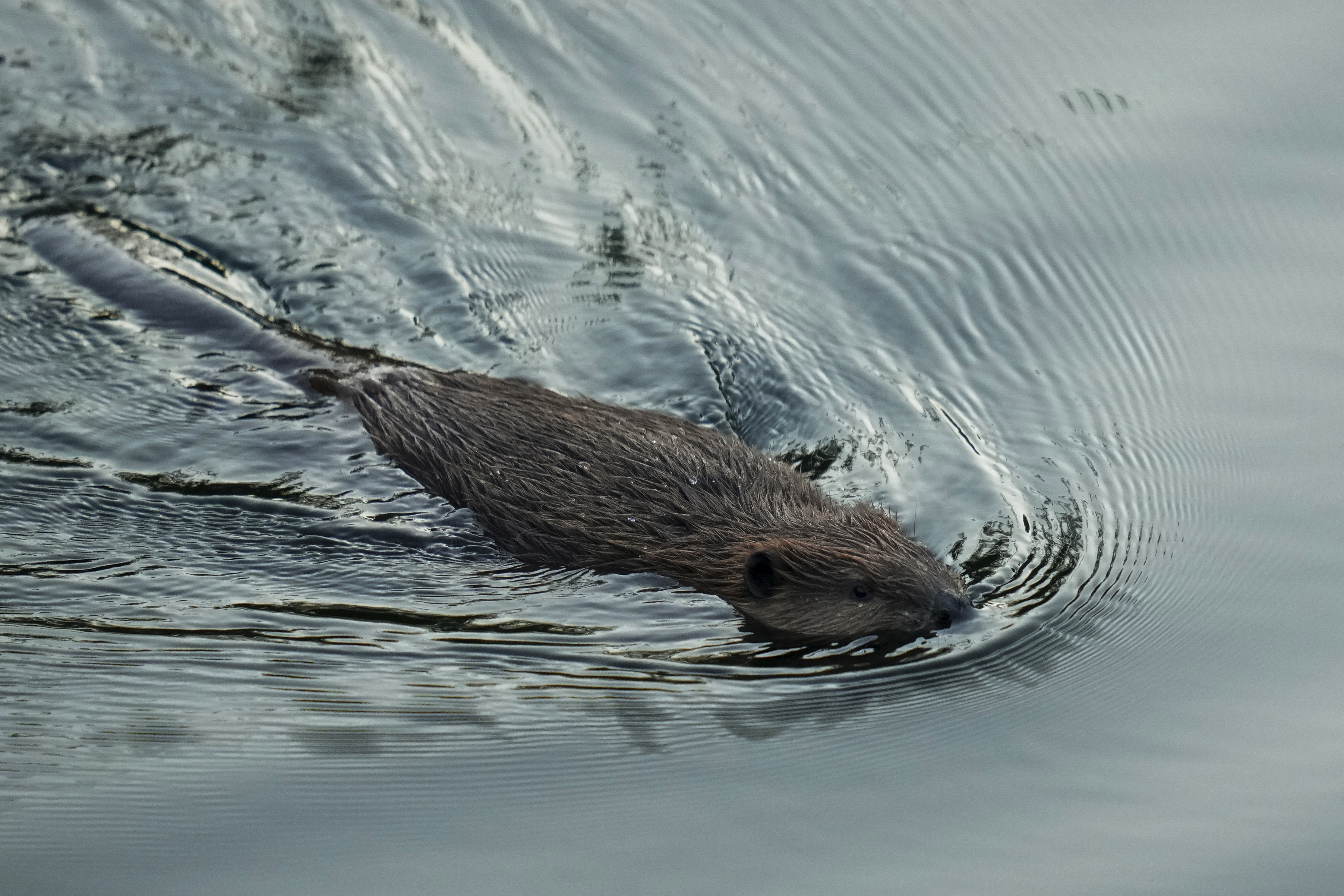 Are Beavers And Muskrats Related