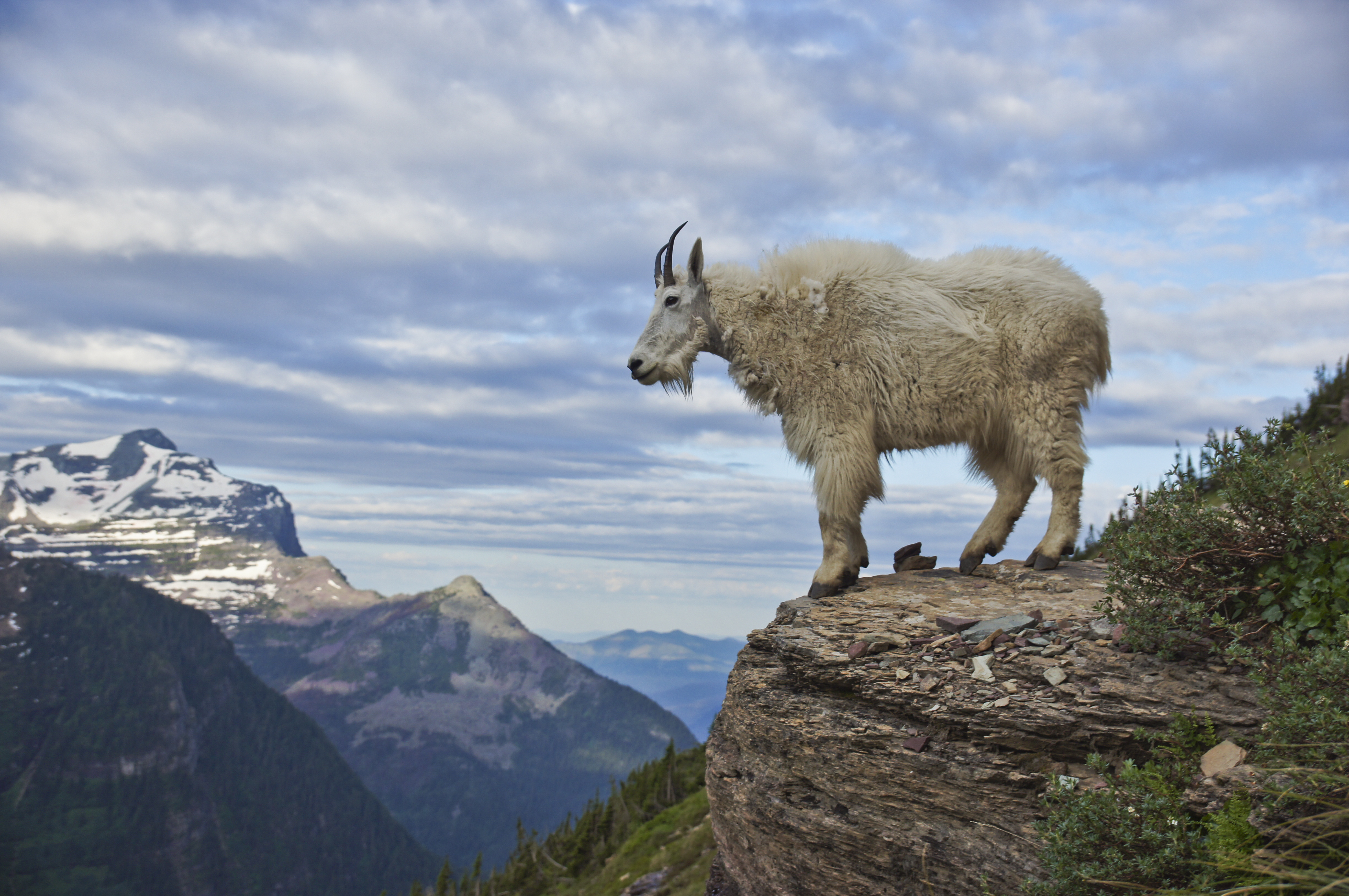 Mountain Goat On Mountain