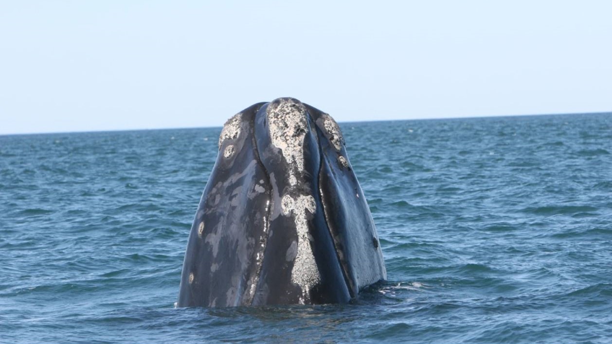 Right Whale Head