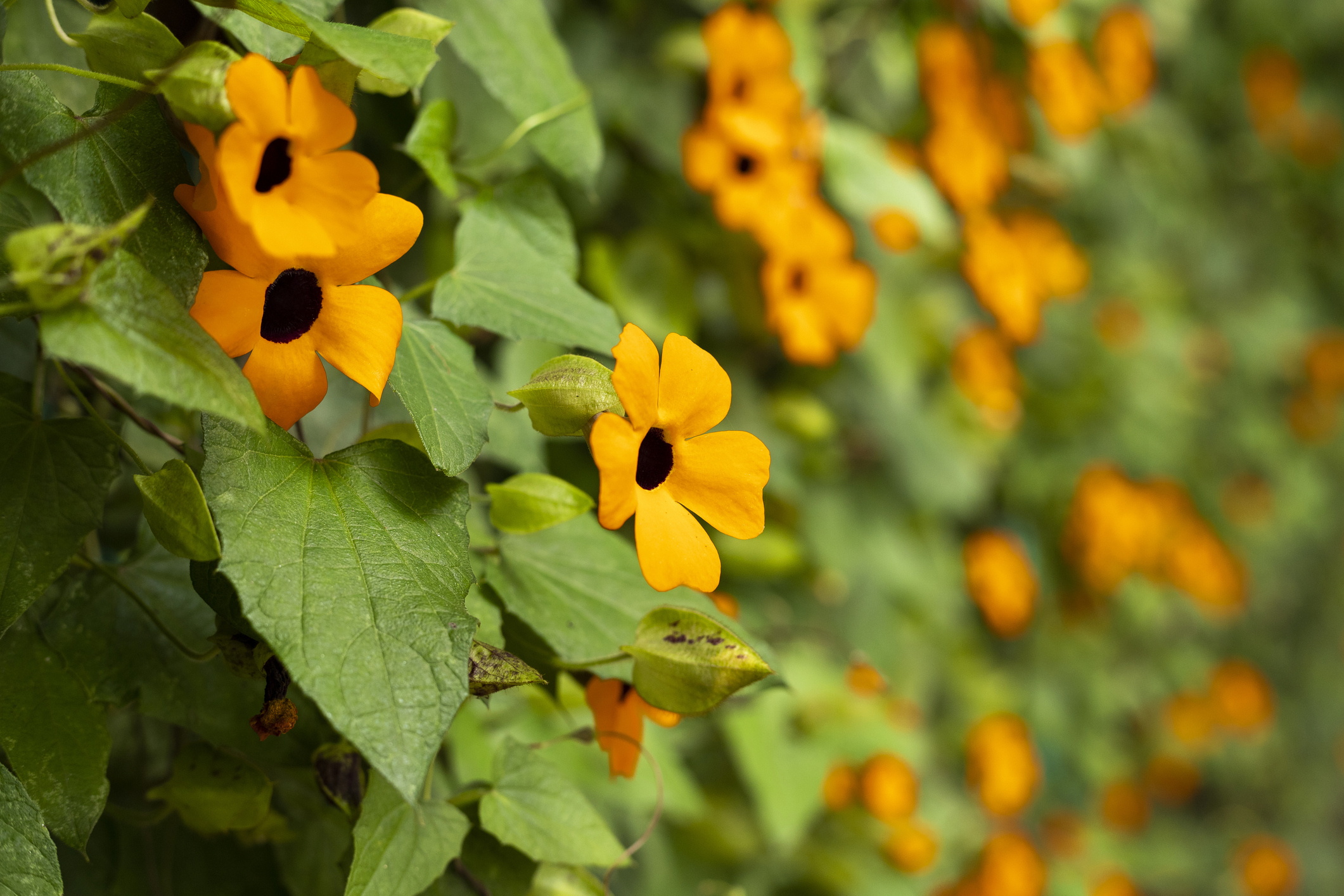 Orange Flowering Vines Annuals