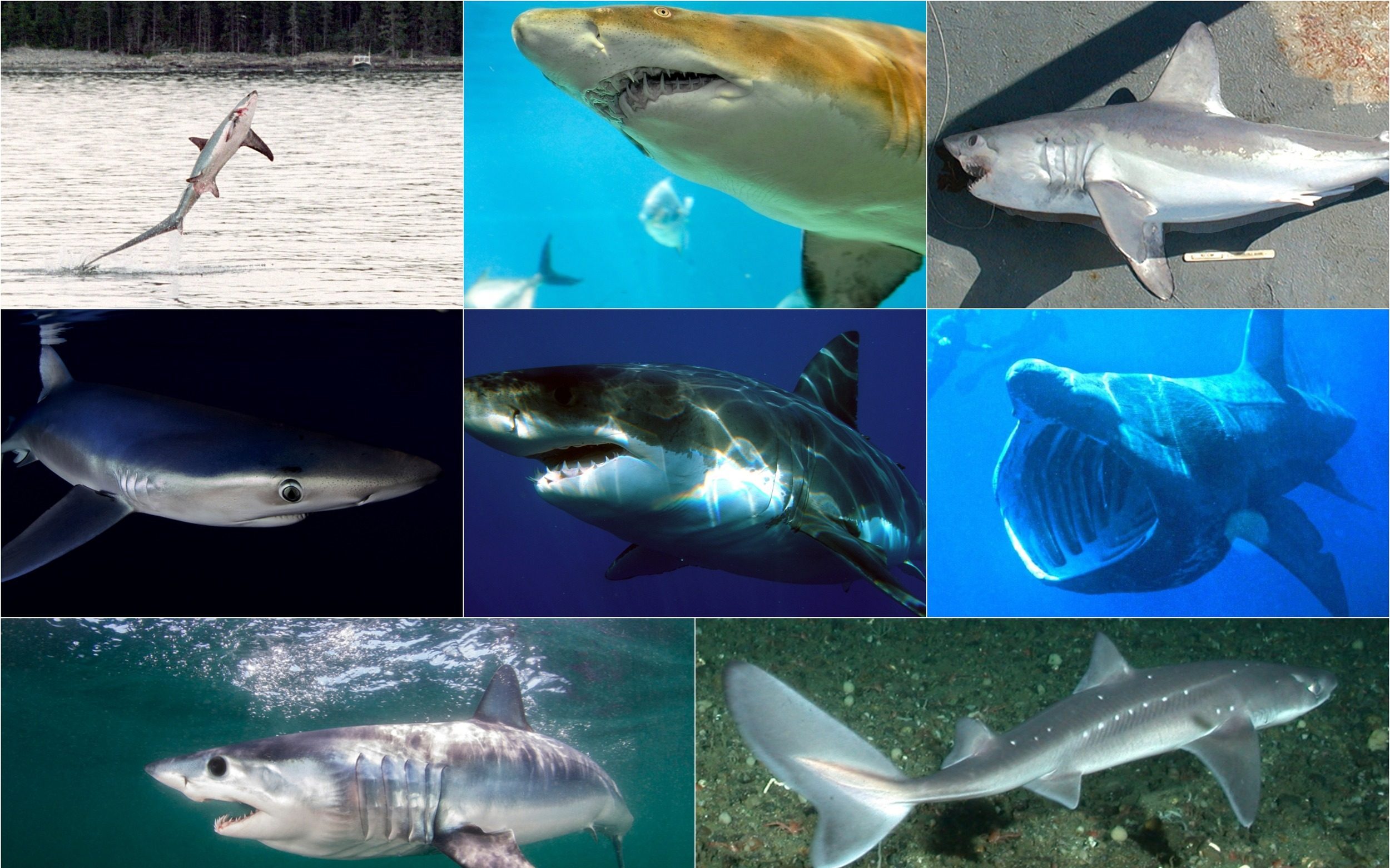 Different Types Of Sharks