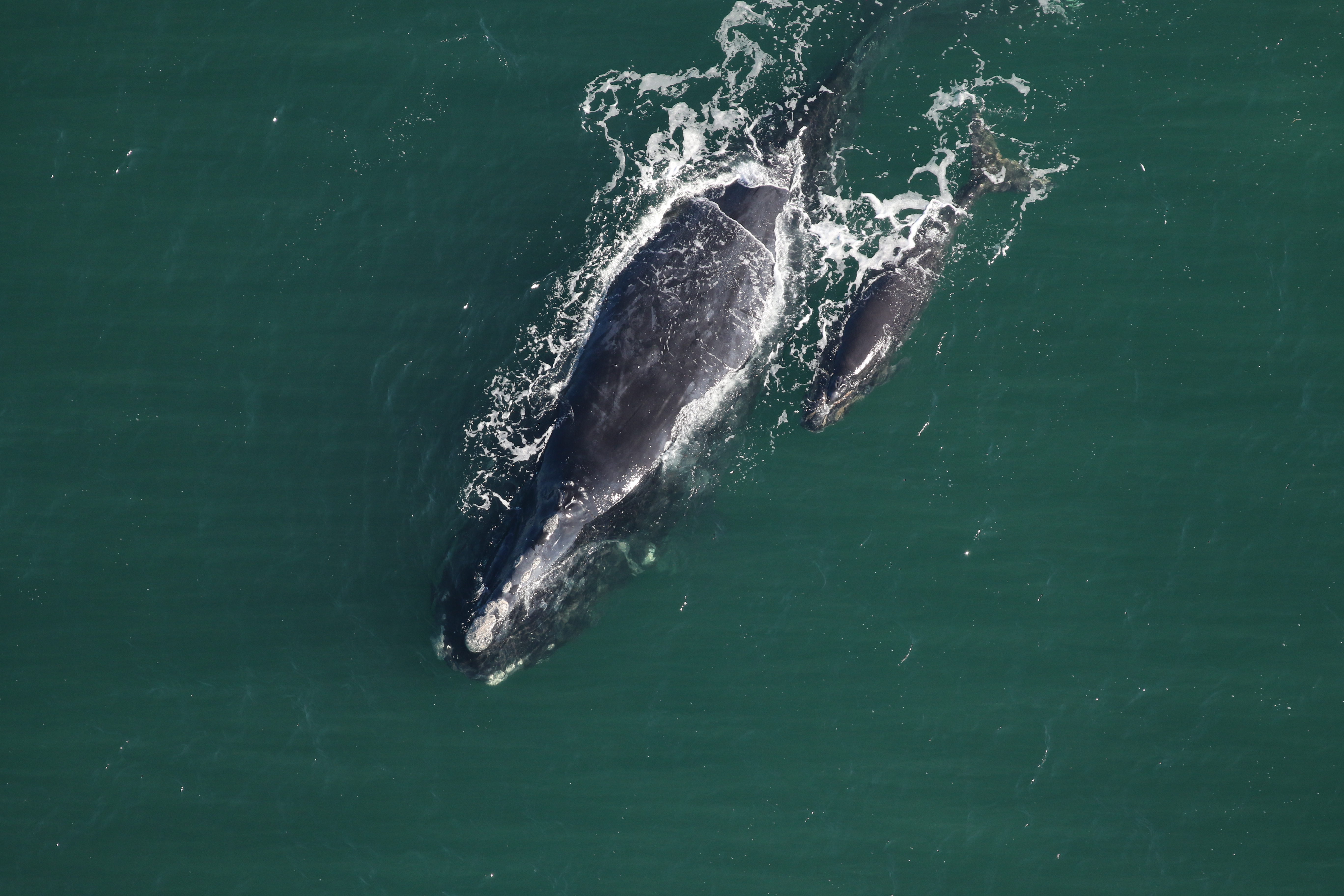 Right Whale News