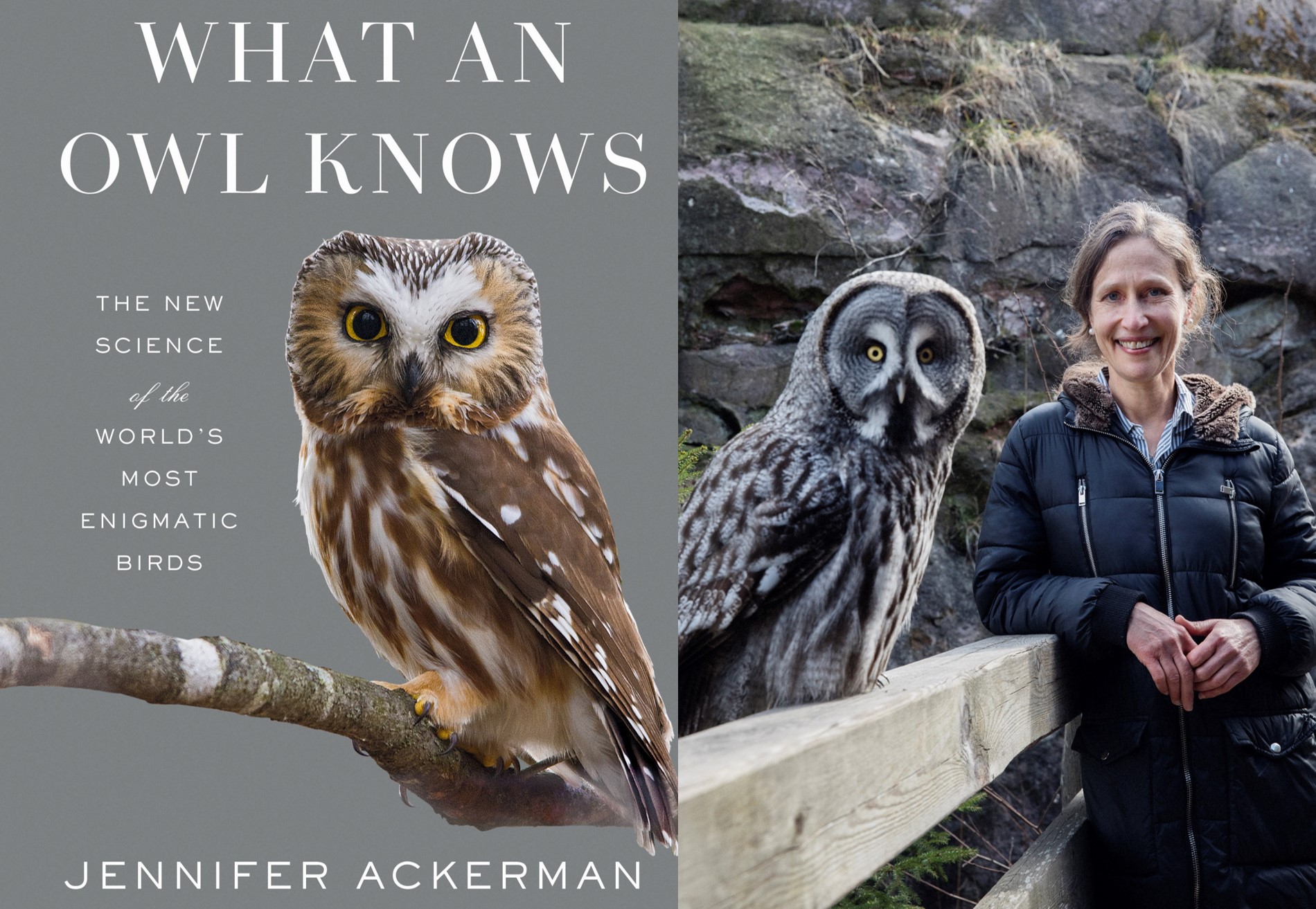 Human Owl What If An Owl Twice Attacked A Washington Woman. A
