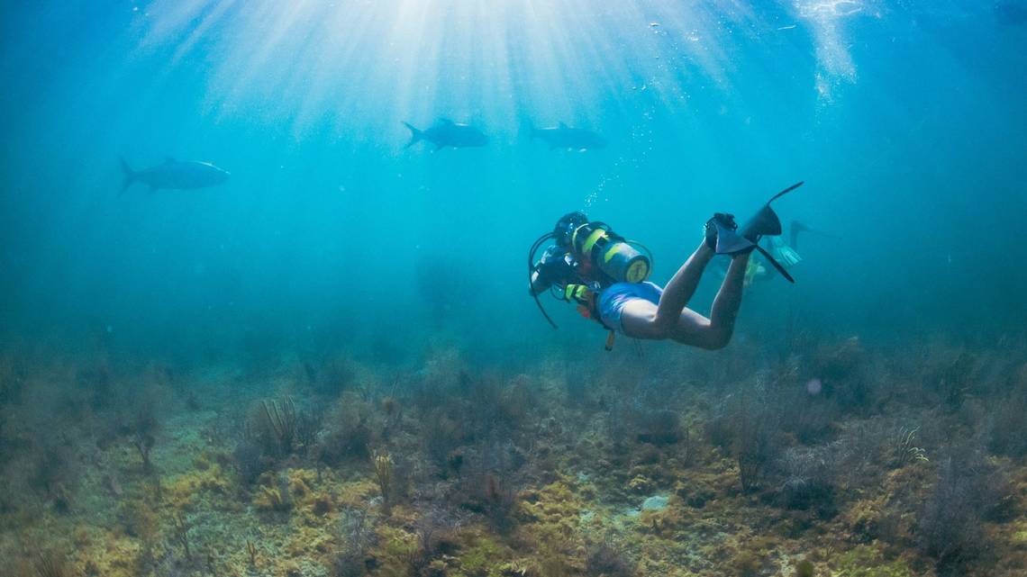 Scuba Reef Milln Reef Cairns Tours