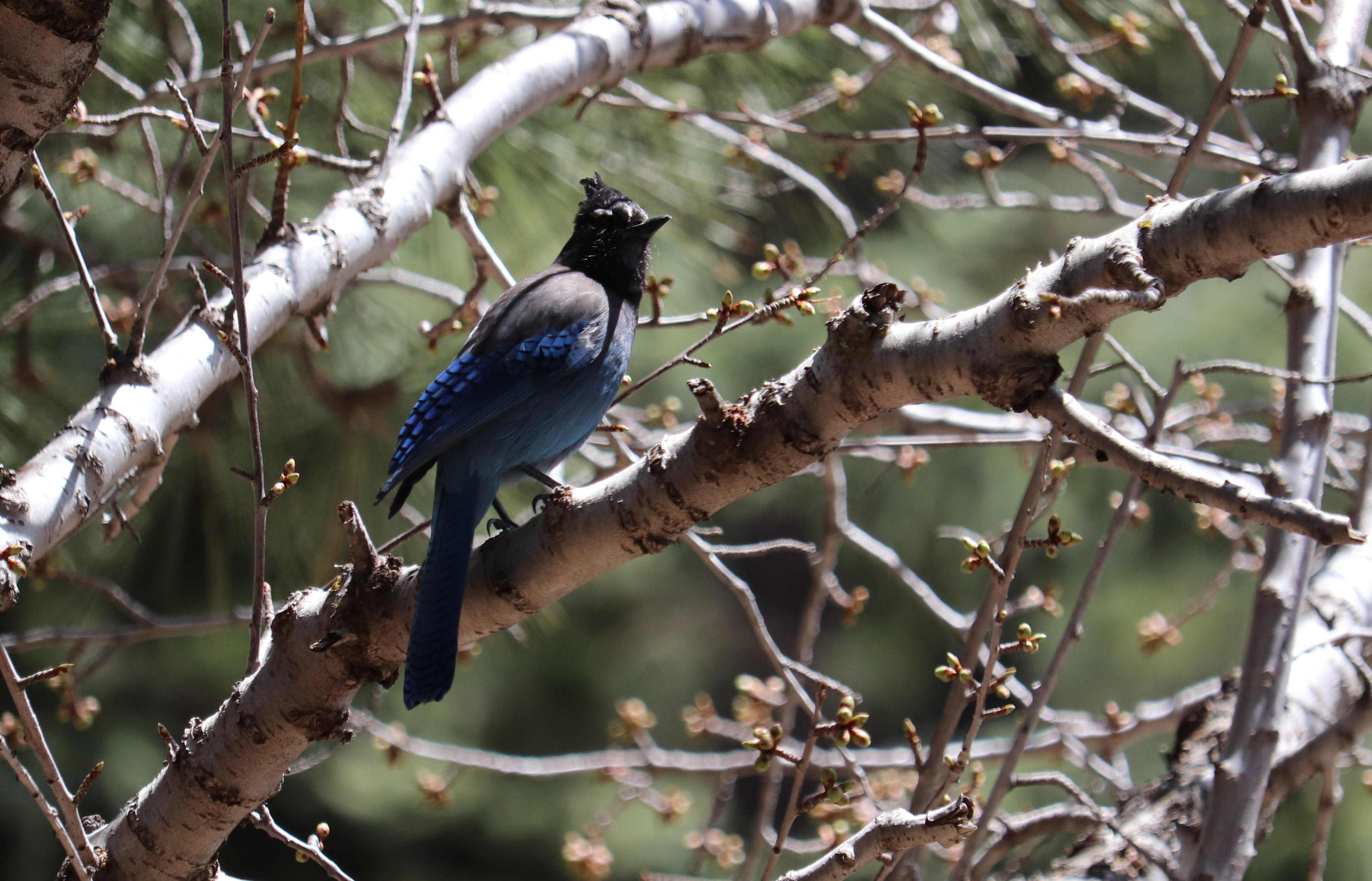 Az Bird Names The Great Tailed Grackle – Arizona Daily Independent