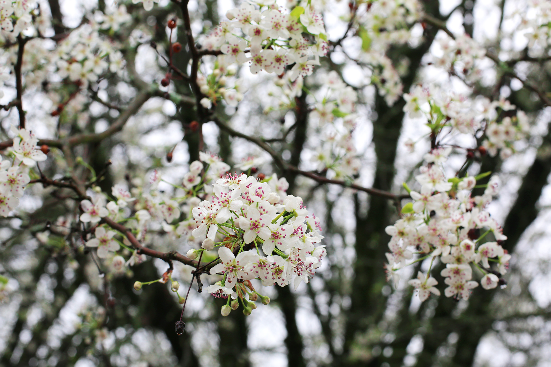 Bradford Pear Tree Popular Landscaping Trees Now Have Invasive Spawns