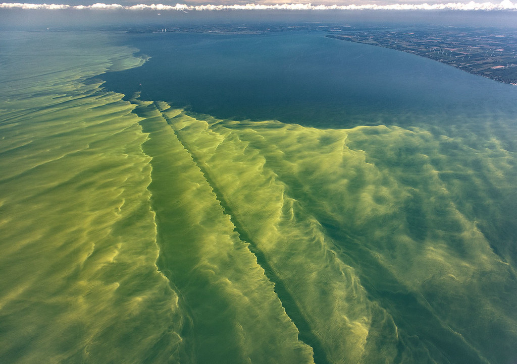 Lake Erie Algae Bloom Satellite