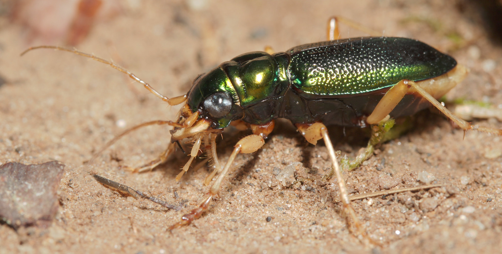 Carolina Tiger Beetle