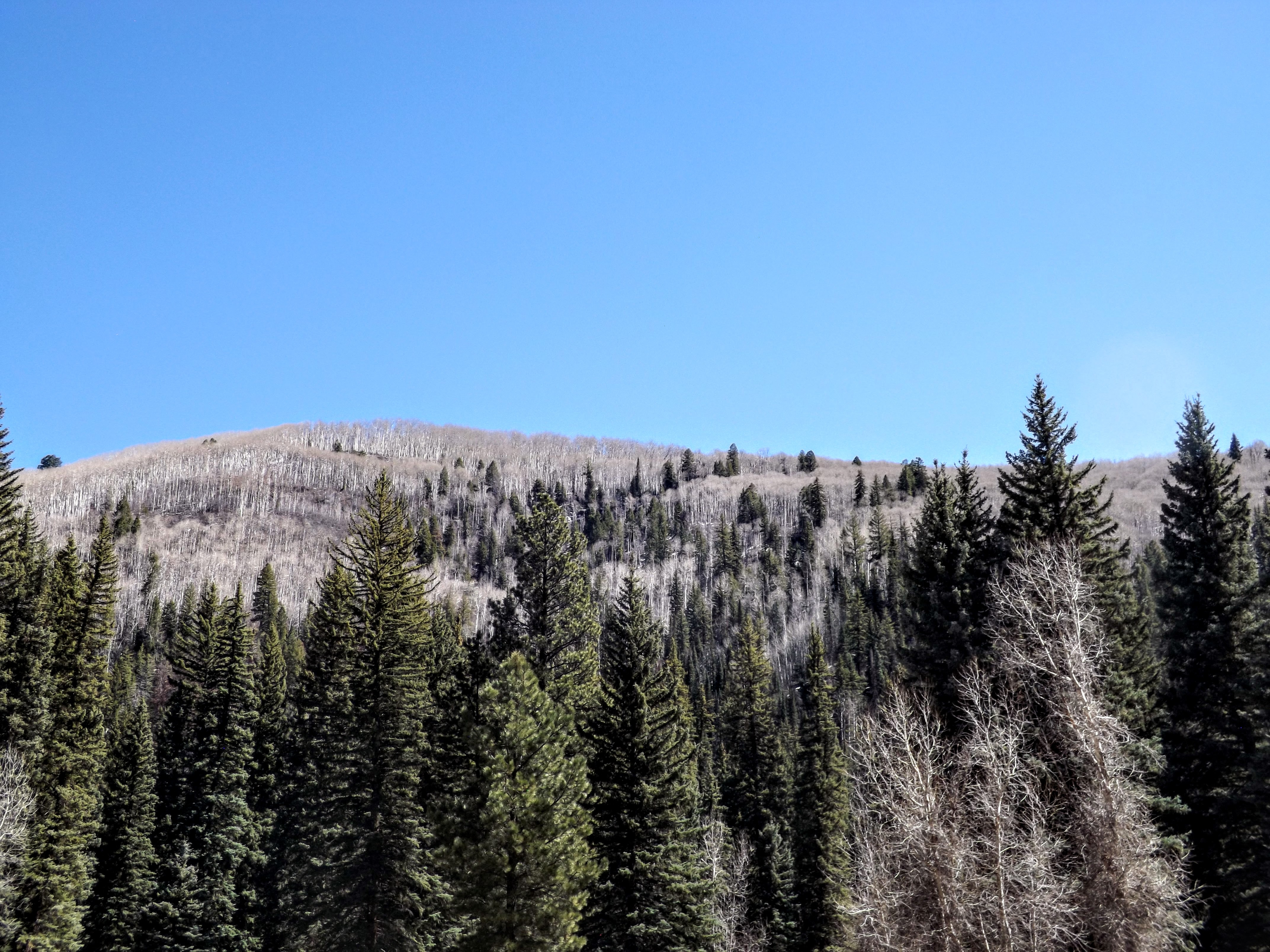 Stoner Mesa Fire Area Shows Recovery Signs, but Dry Winter Raises ...