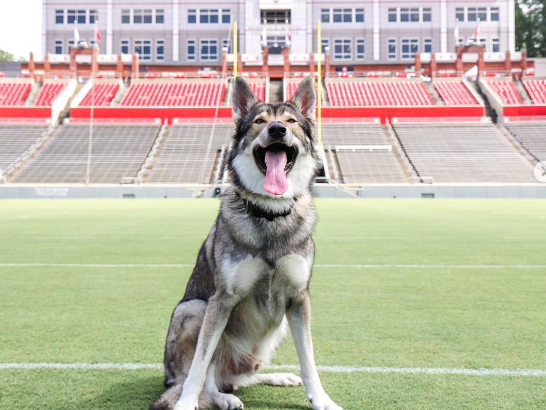 Nc State University Mascot
