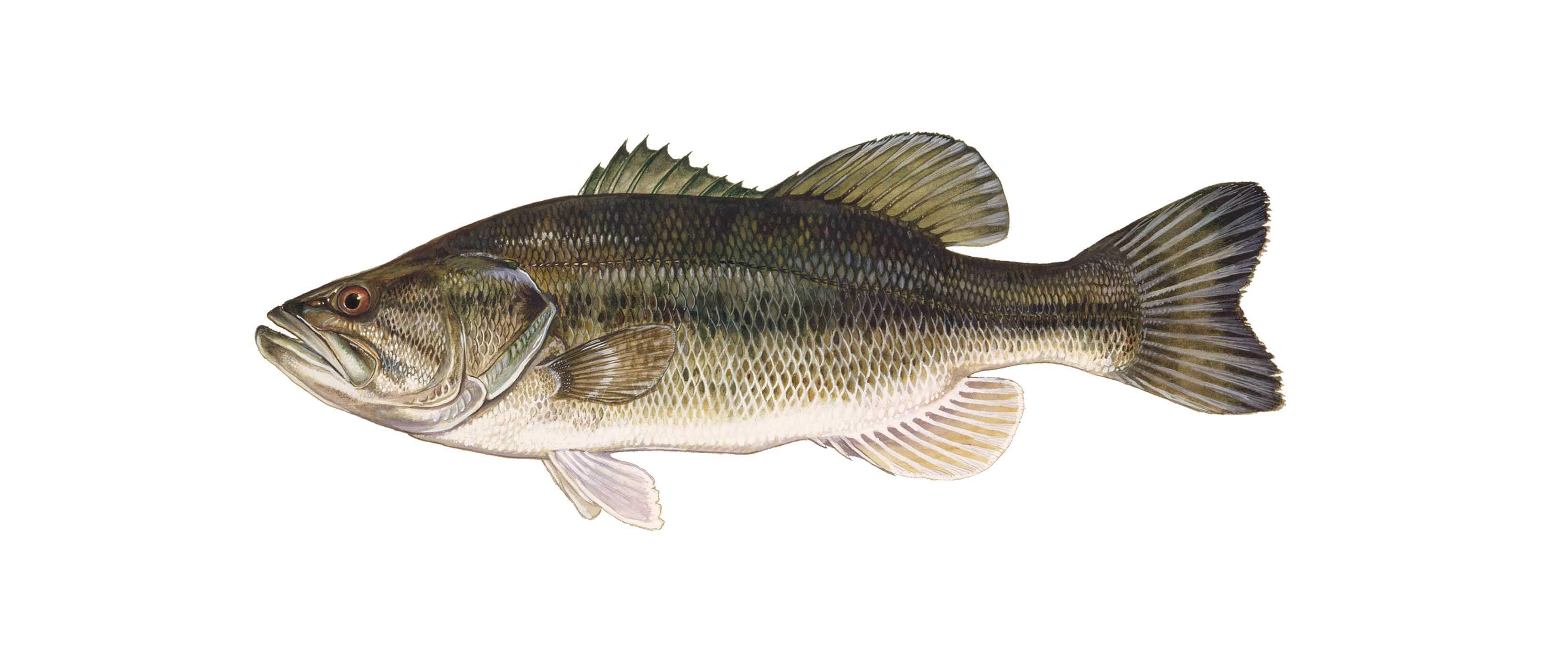 Largemouth bass no longer. The fish now bears Florida s name WUSF
