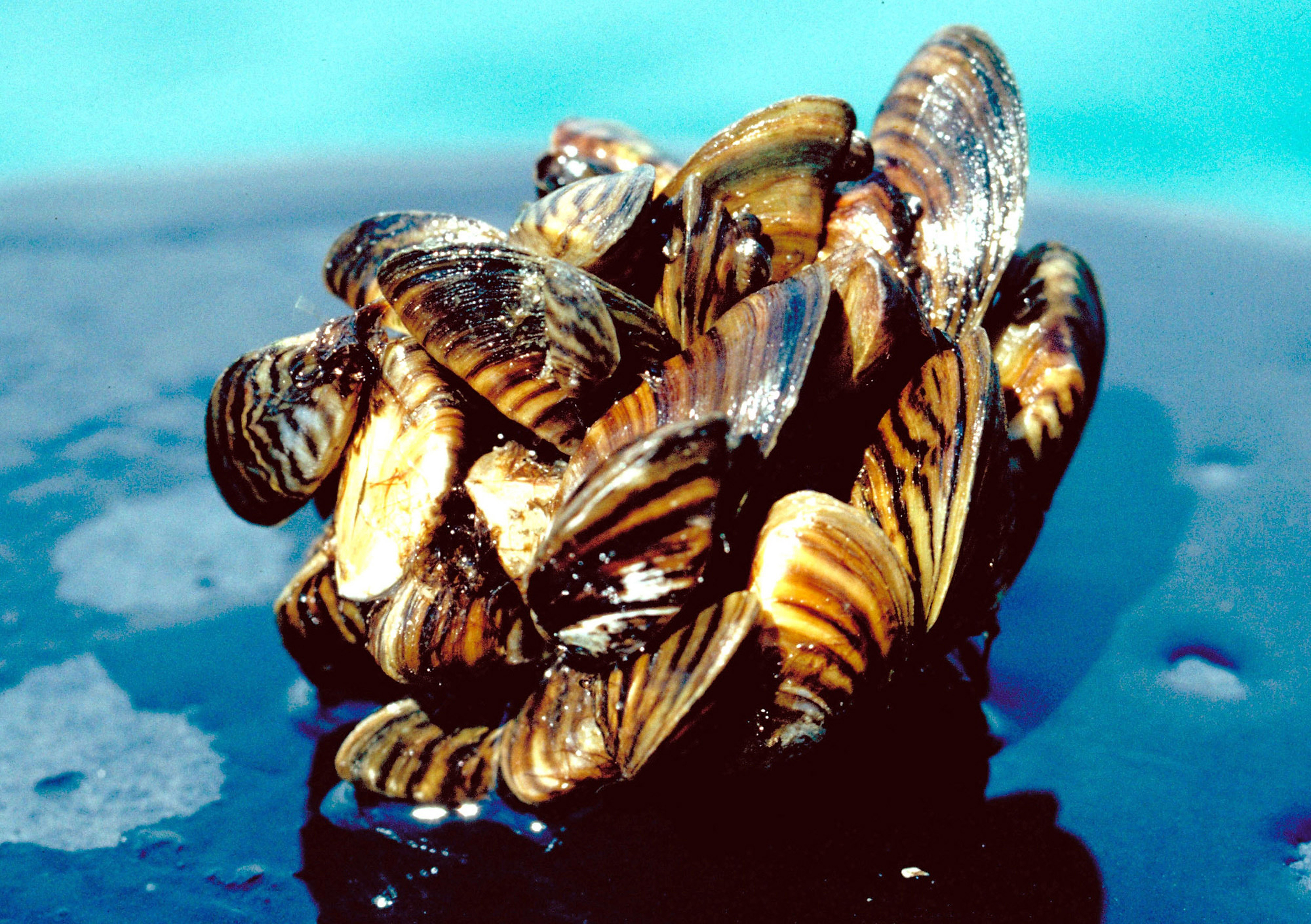 Zebra Mussels Invasive Species Invasive Species Alert For Quagga