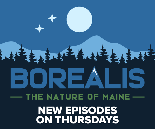 Borealis Tv Show 60 Photos - Moonagedaydream.film