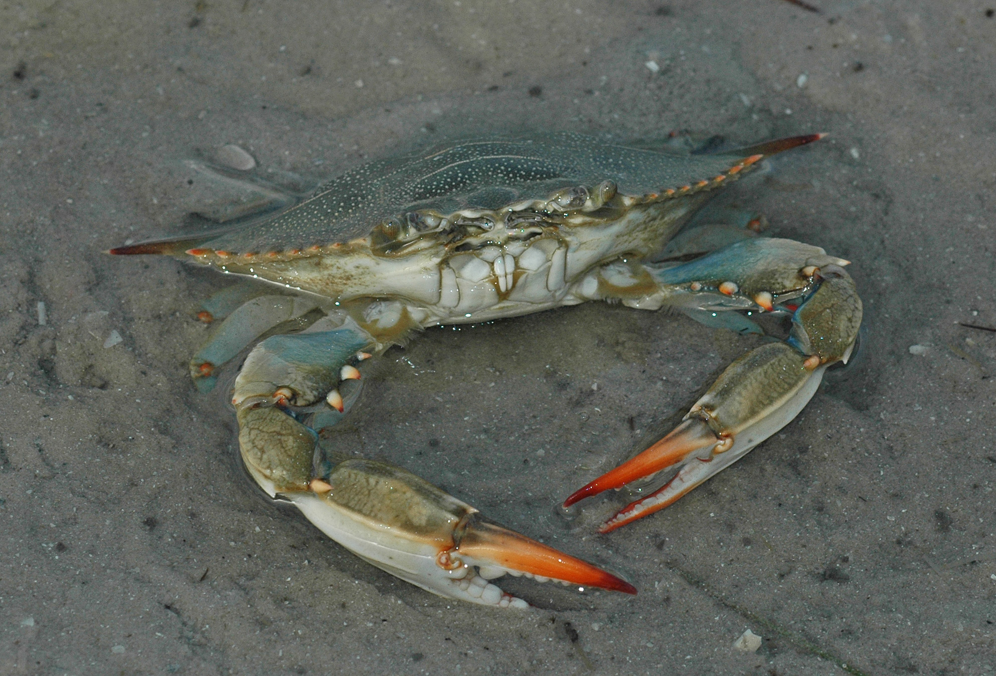Blue Crab On Beach