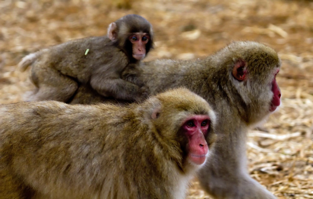 Japanese Macaques