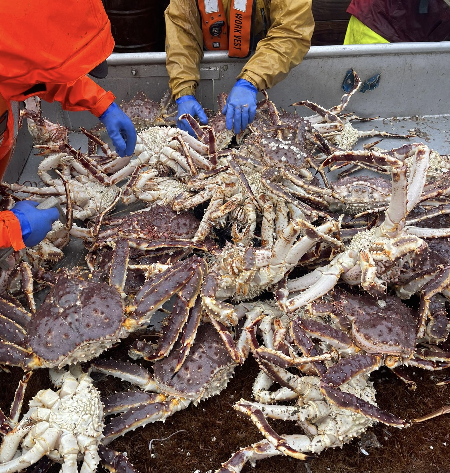 Red King Crabs Red King Crab Wikipedia