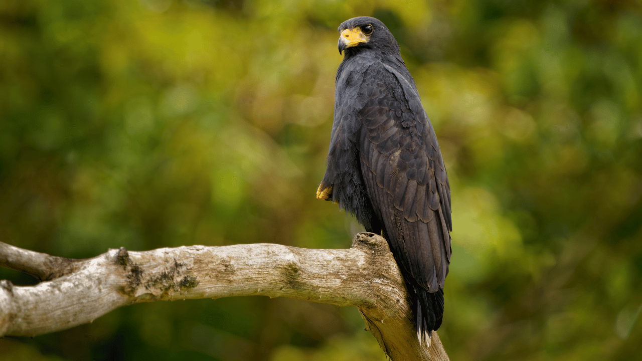Common Black Hawk