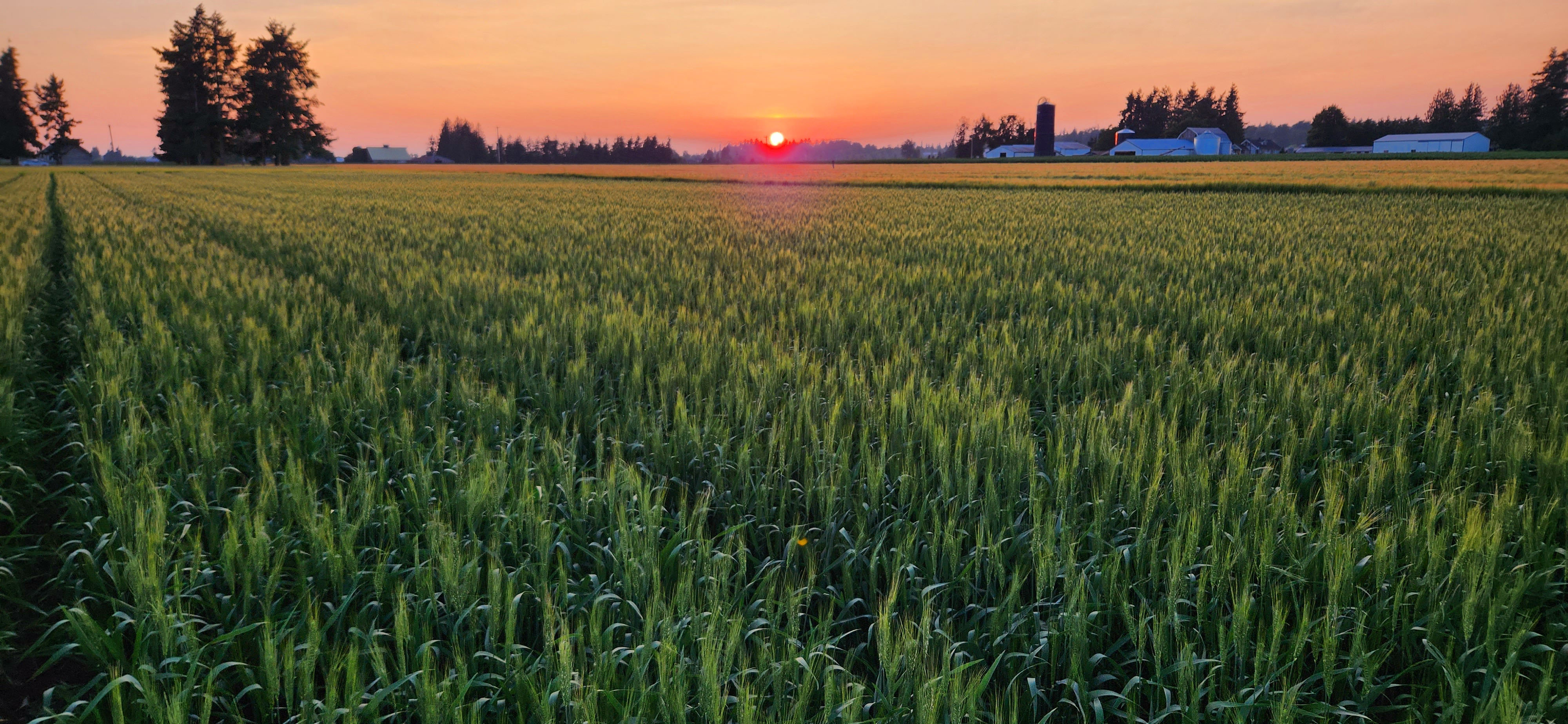 Wheat Field Growing Food | NZFMA